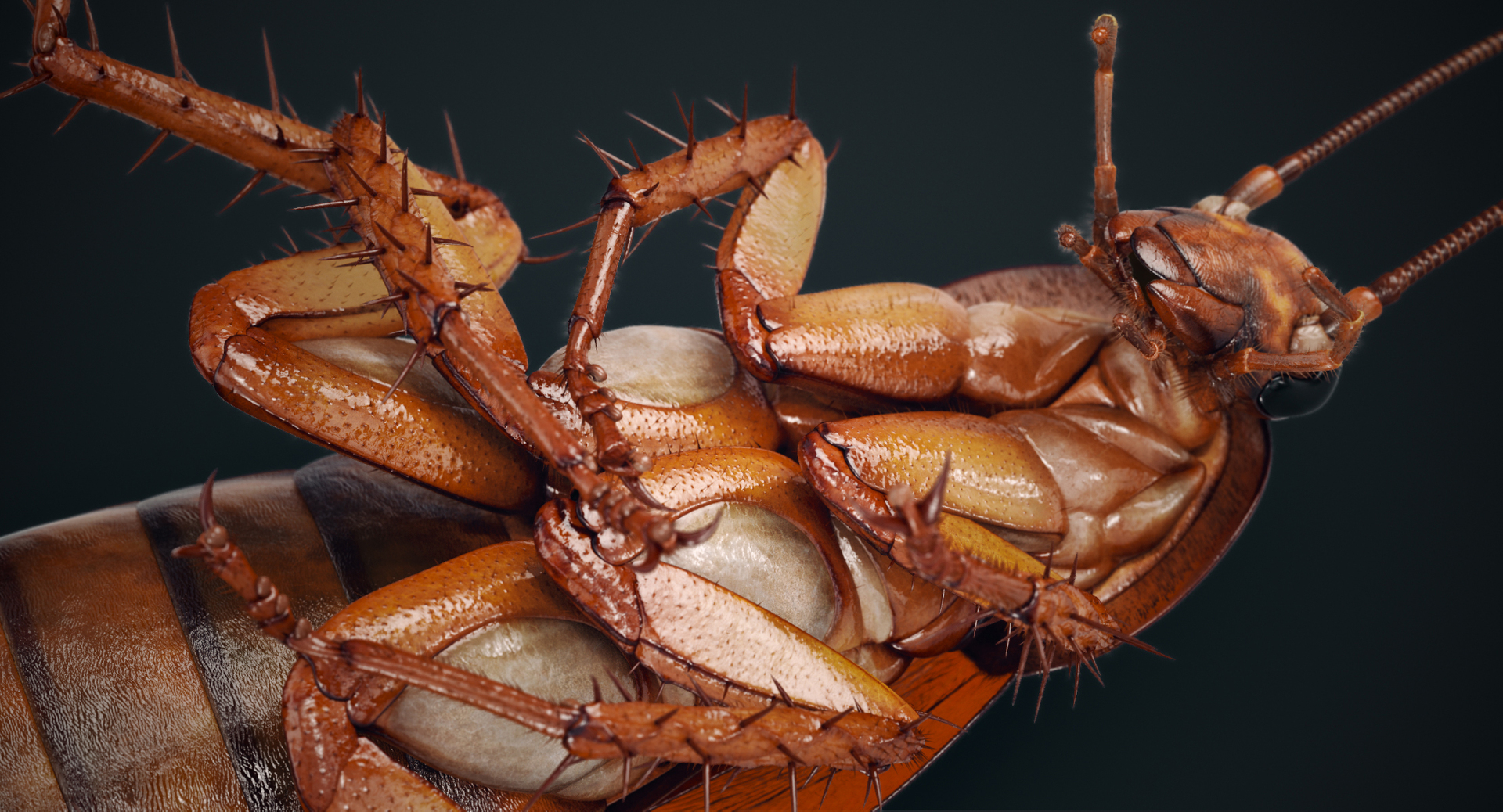 3D cockroach american animation - TurboSquid 1290490