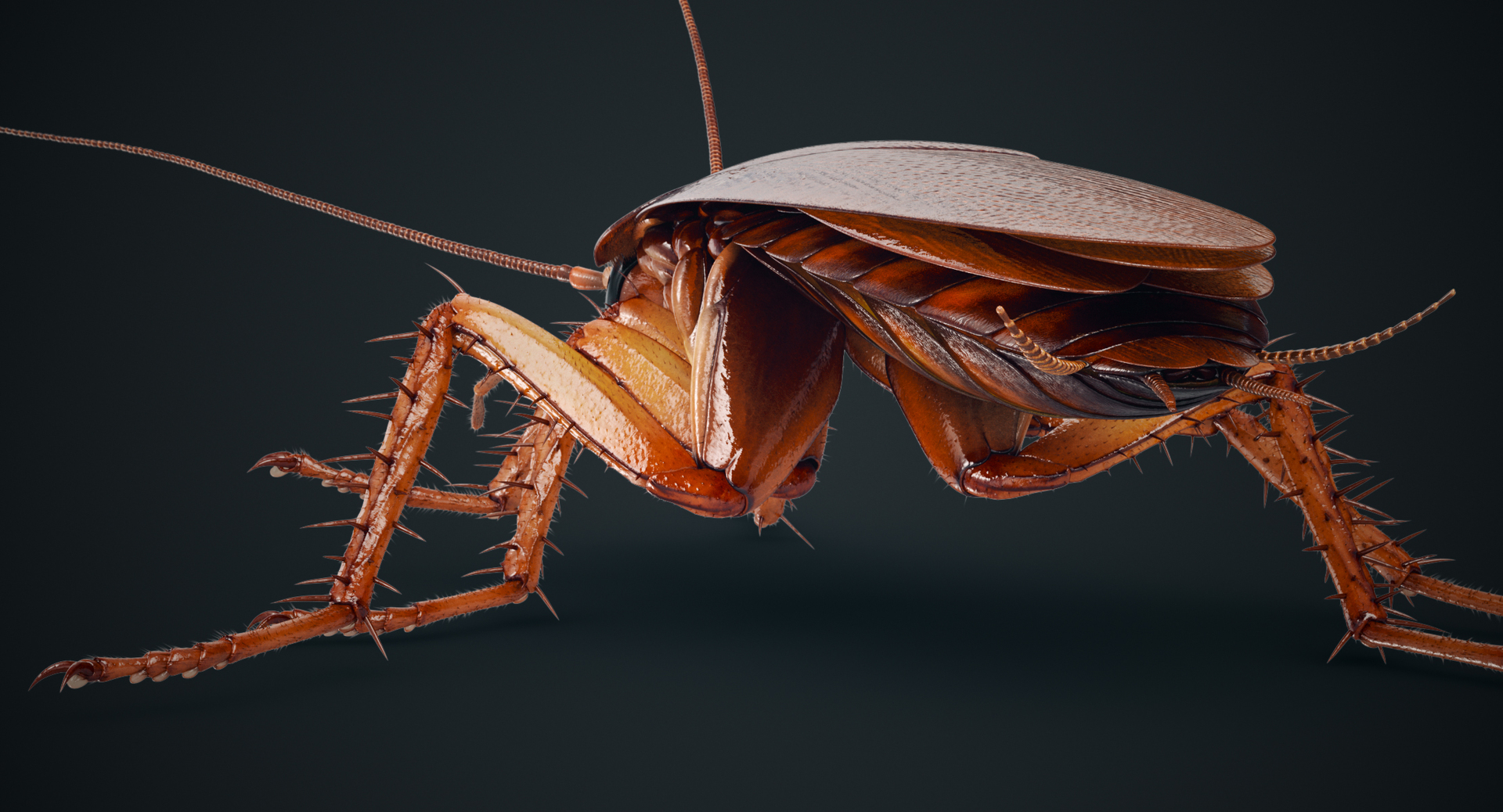 3D cockroach american animation - TurboSquid 1290490