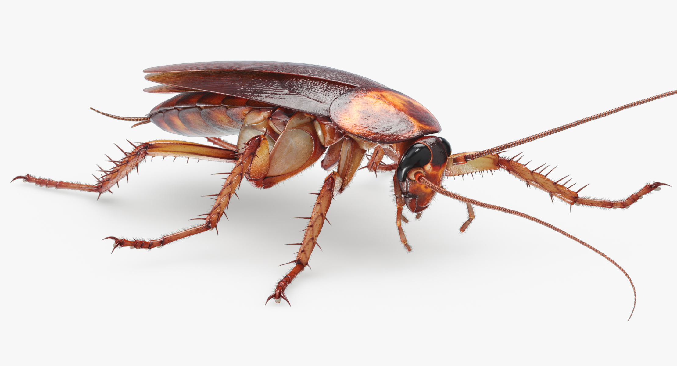 3D cockroach american animation - TurboSquid 1290490