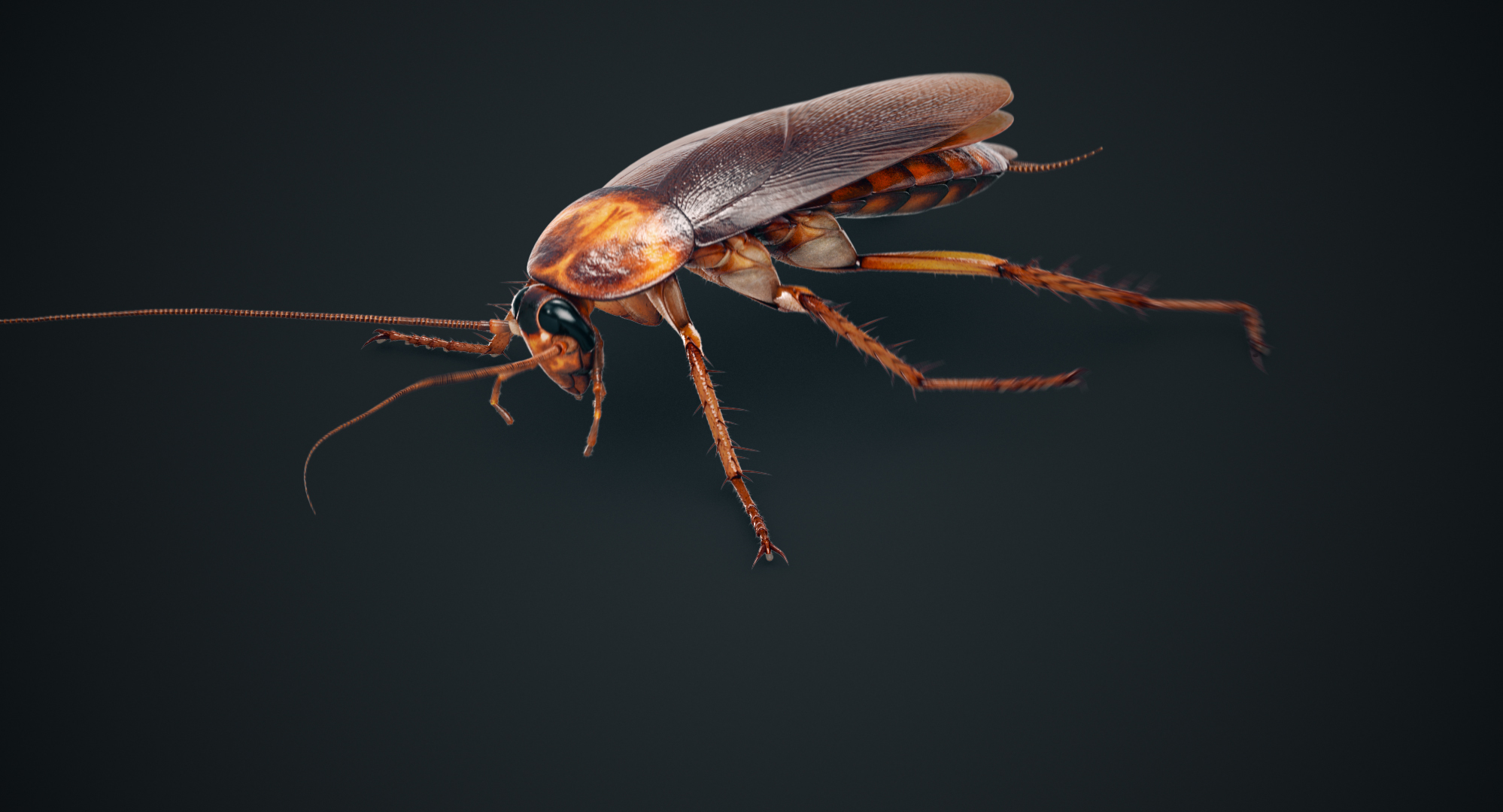 3D cockroach american animation - TurboSquid 1290490