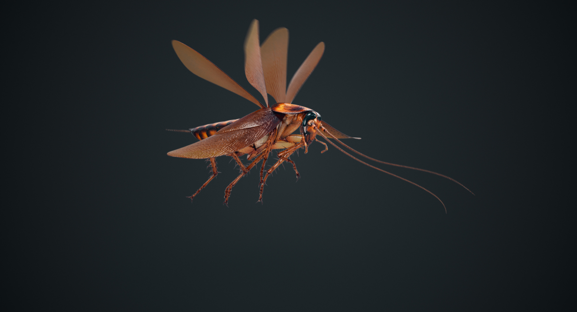 3D cockroach american animation - TurboSquid 1290490