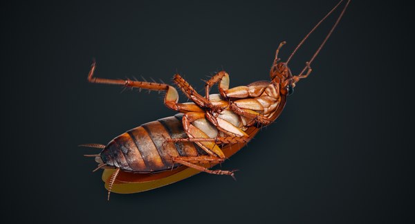 3D cockroach american animation - TurboSquid 1290490
