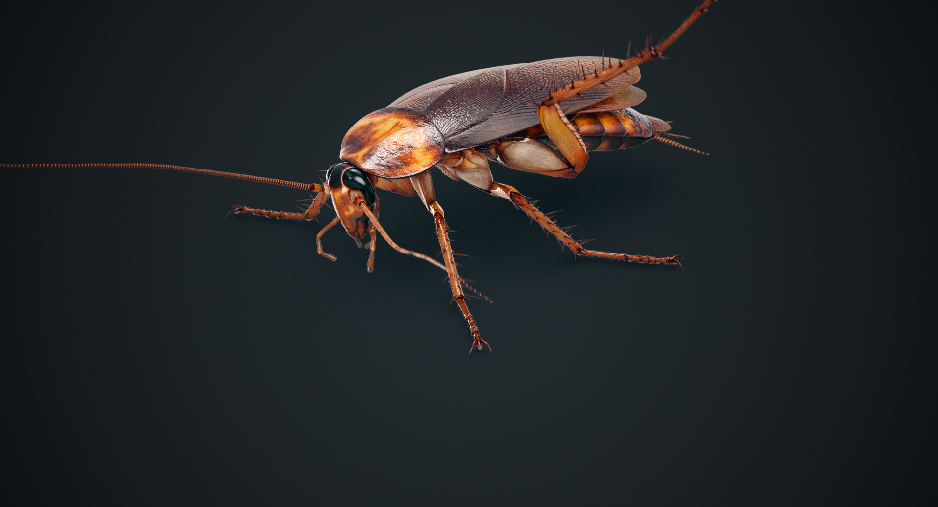 3D cockroach american animation - TurboSquid 1290490
