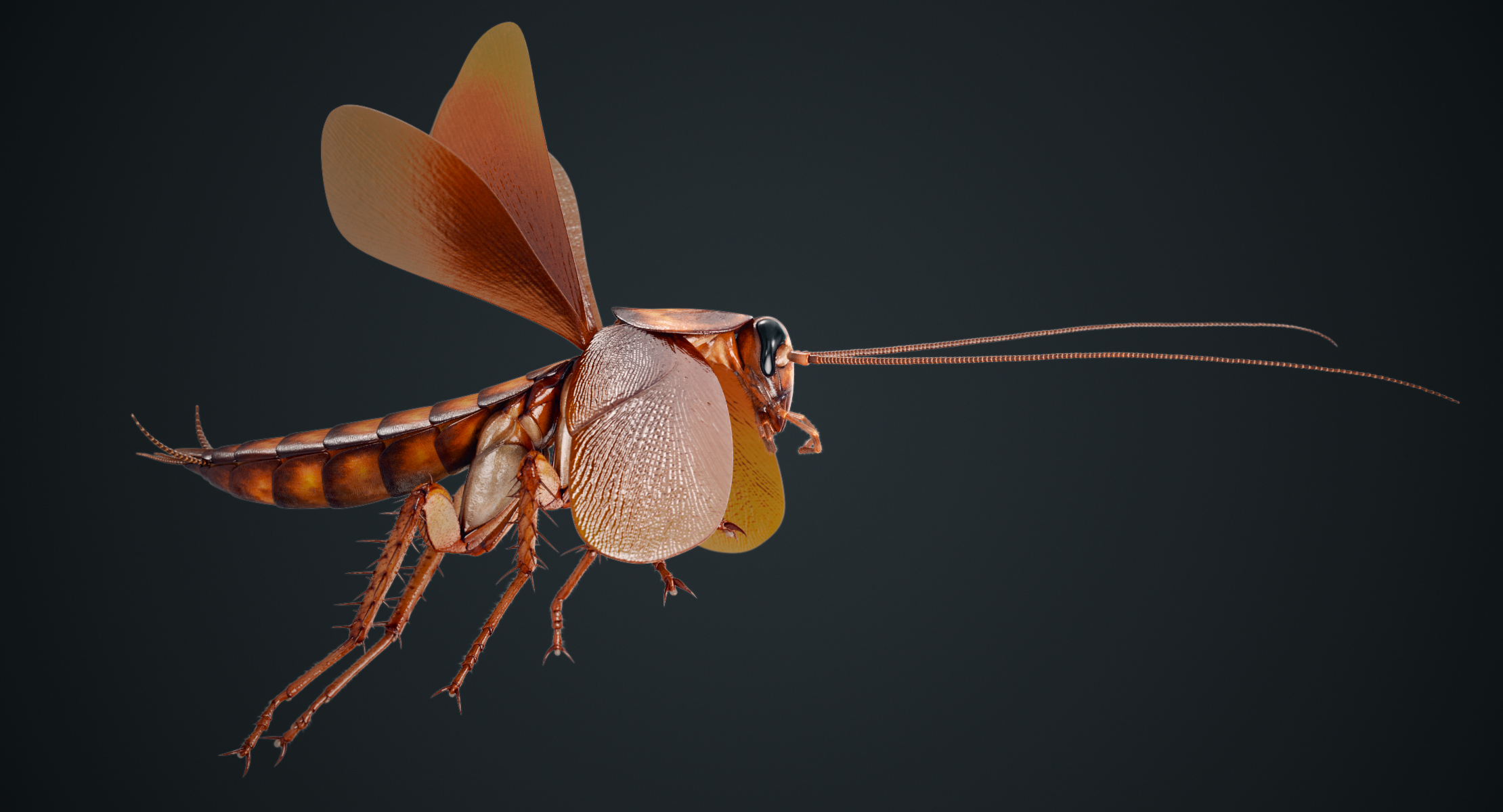 3D cockroach american animation - TurboSquid 1290490