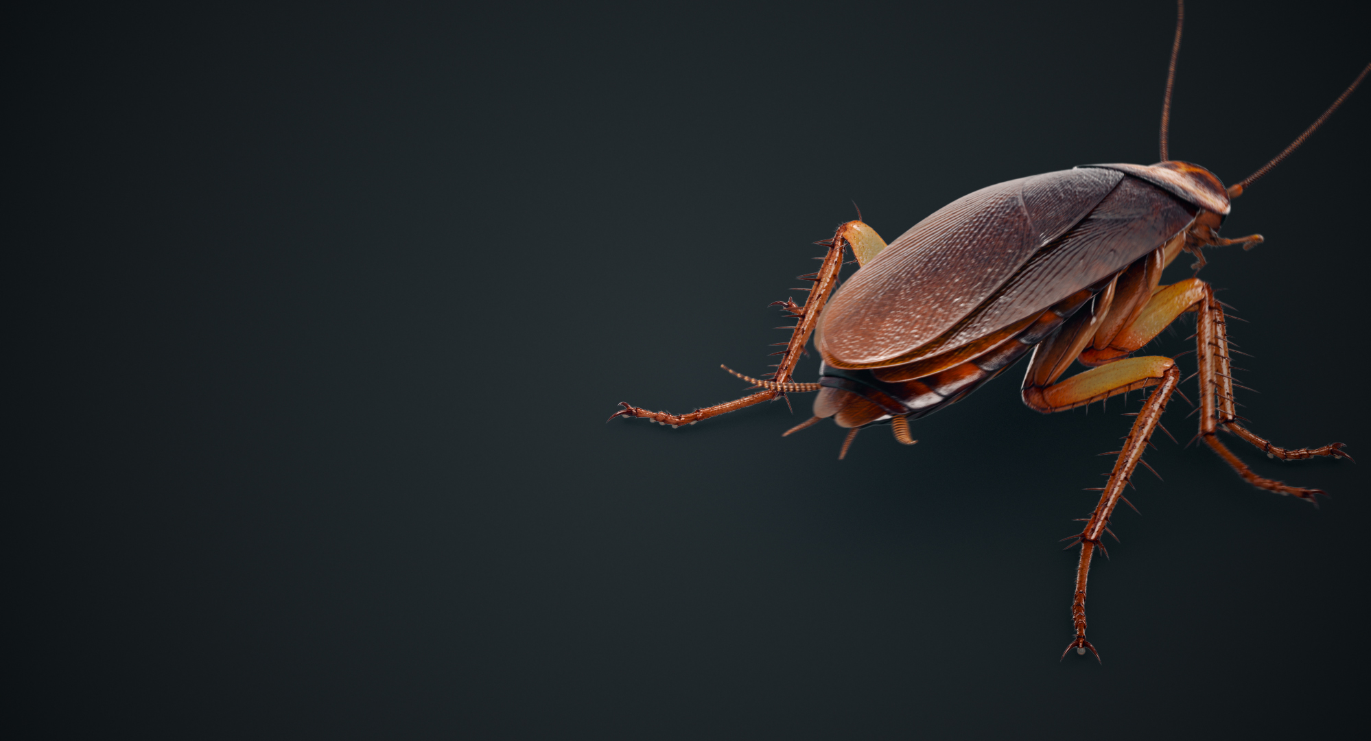3D cockroach american animation - TurboSquid 1290490