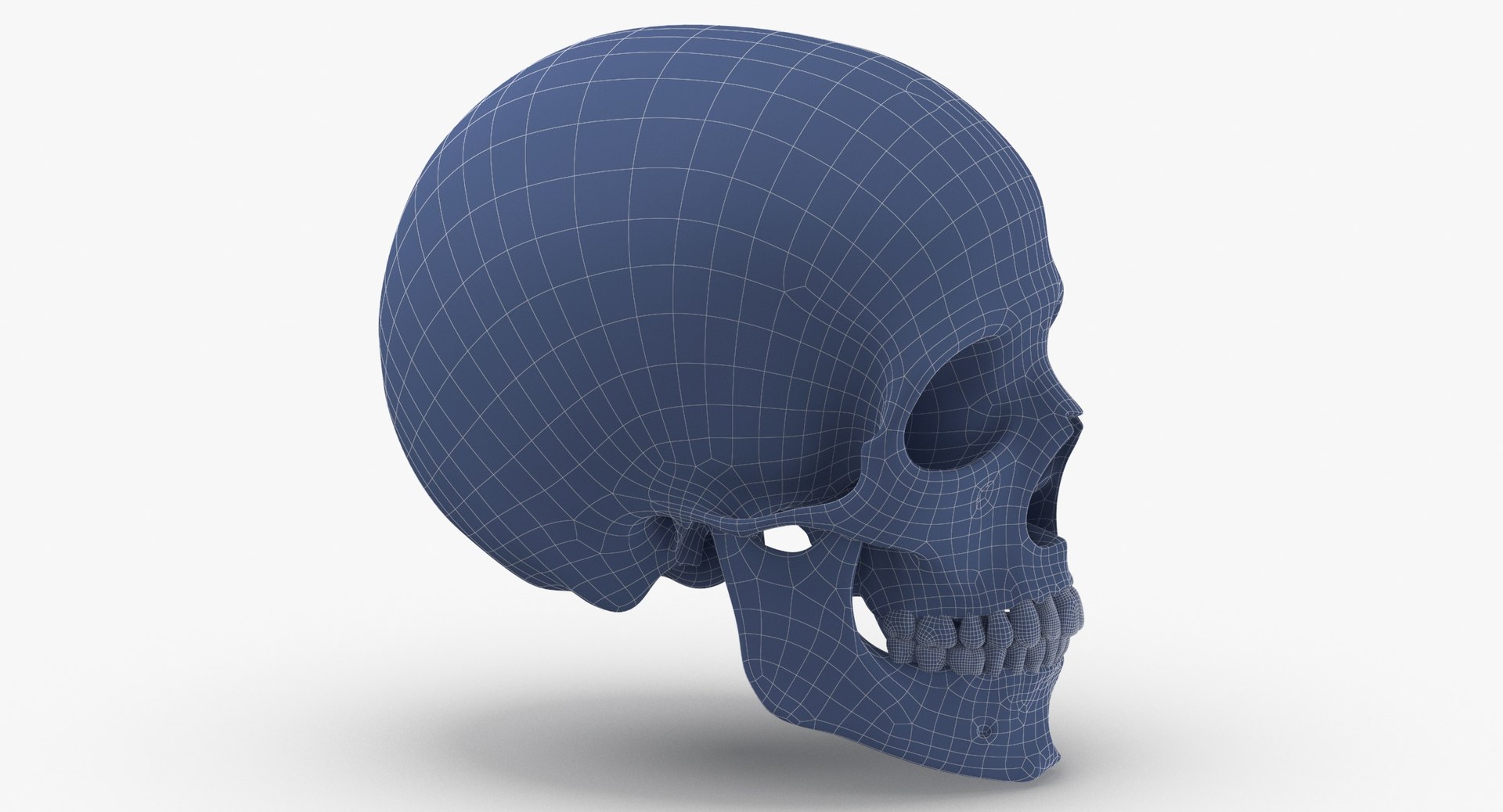 3D Human Male Skulls Collection White and Yellow - 2 models model ...