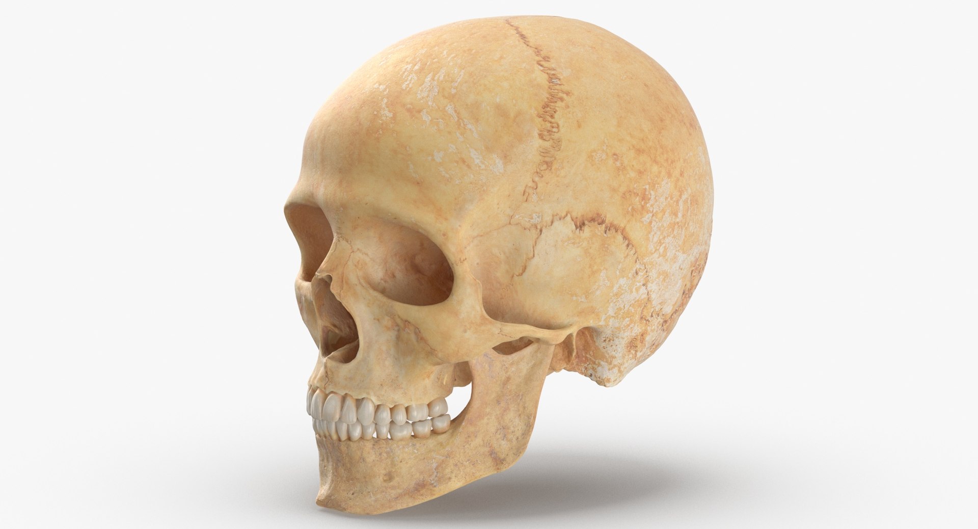 3D Human Male Skulls Collection White And Yellow - 2 Models Model ...