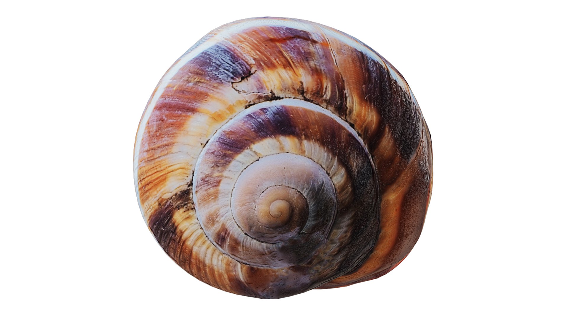 Snail Shell 3D Model - TurboSquid 1620031