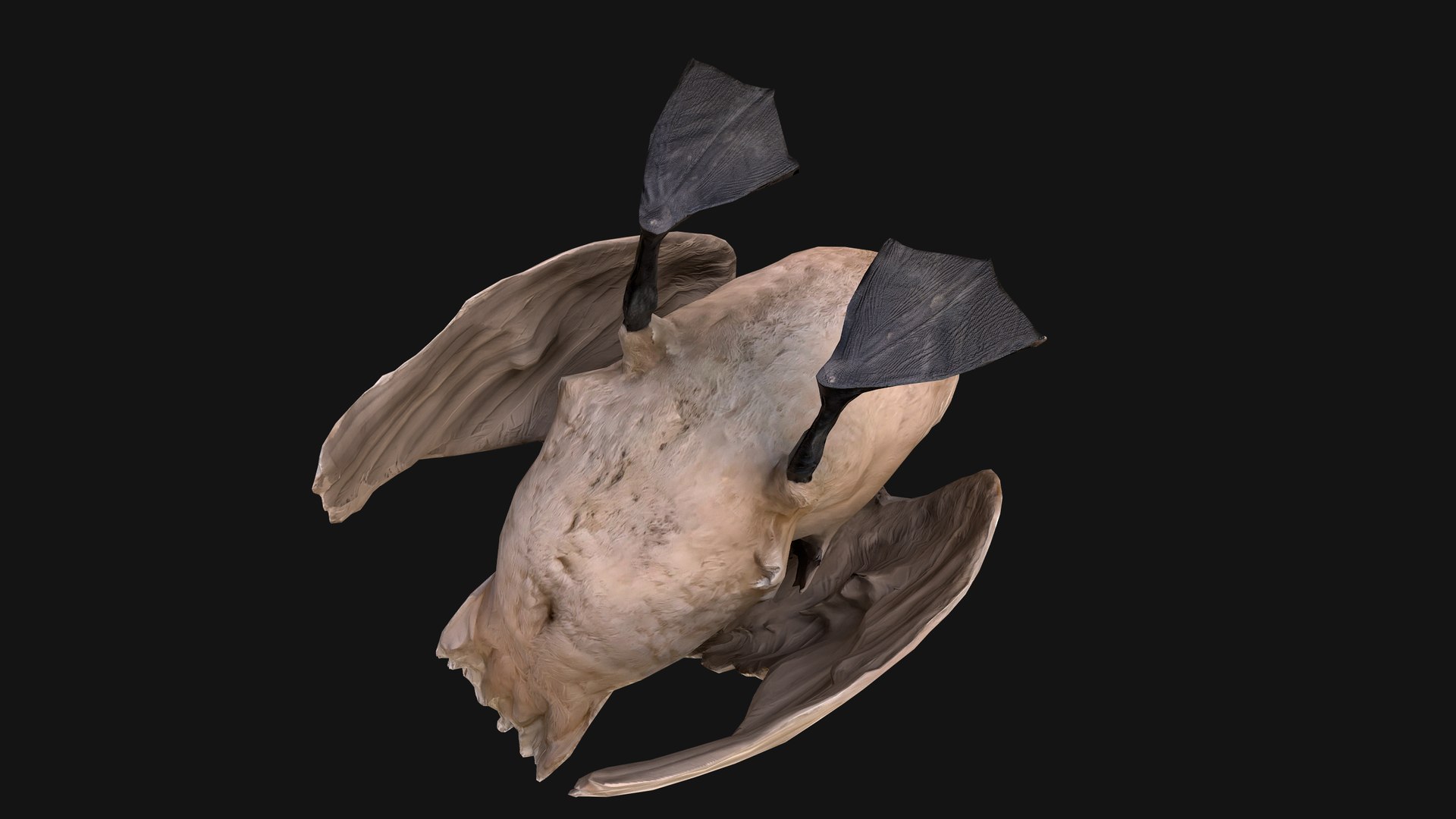 3D Birds Set Swan Ducks Pheasant - TurboSquid 2084314