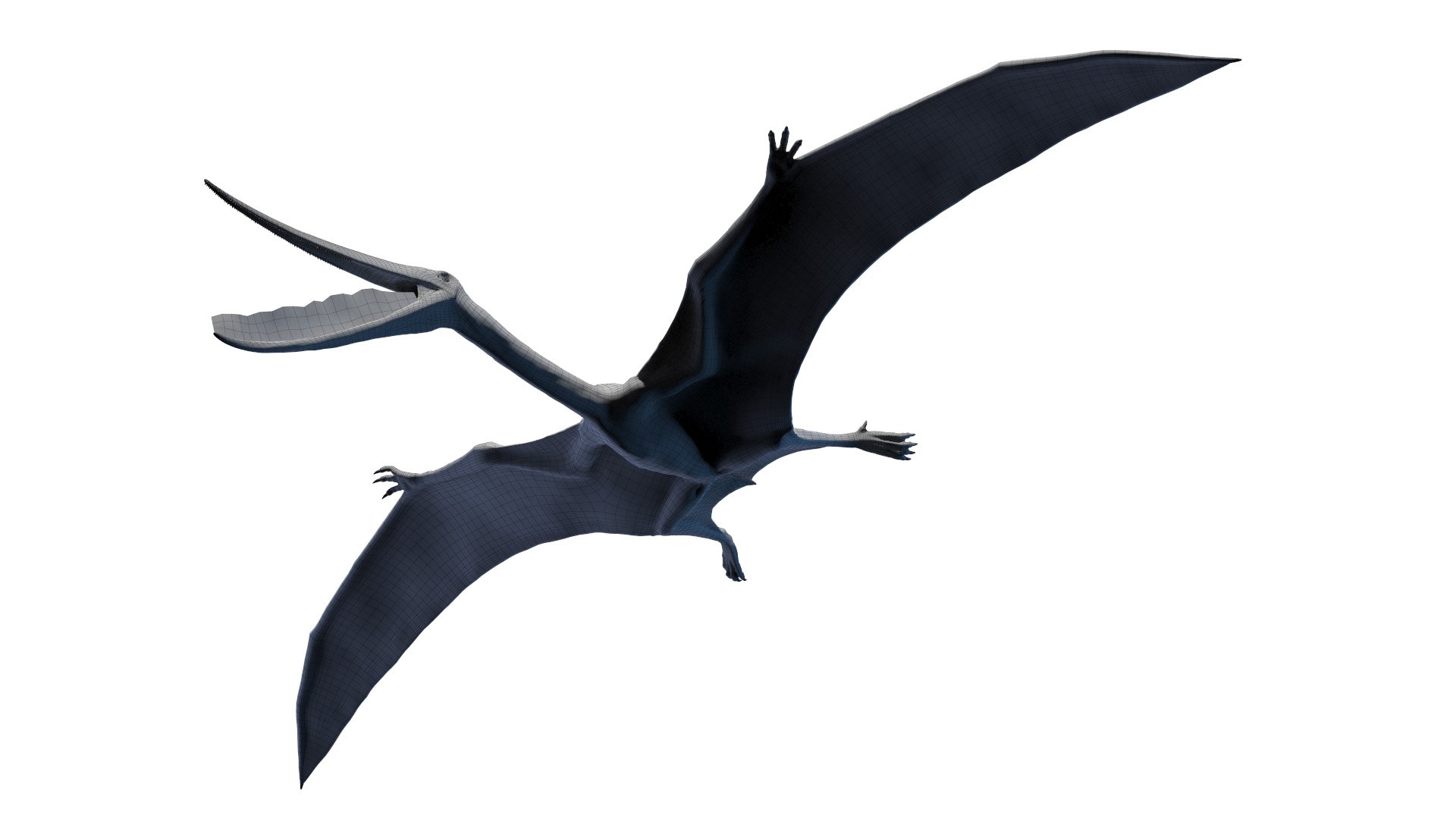 Pterodaustro Animated 3D Model - TurboSquid 1938659