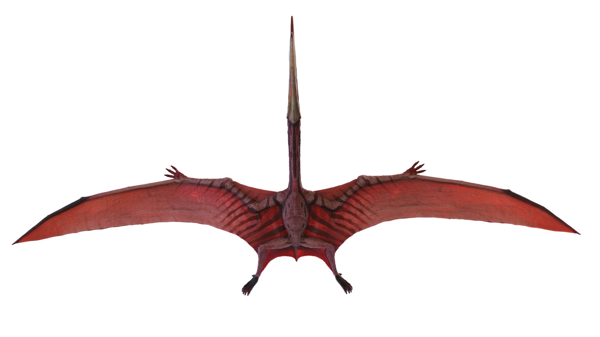 Pterodaustro Animated 3D Model - TurboSquid 1938659