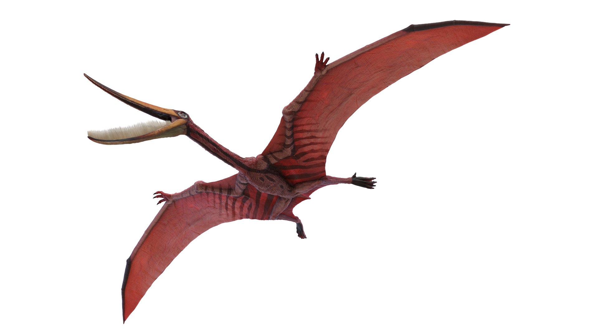 Pterodaustro Animated 3D Model - TurboSquid 1938659