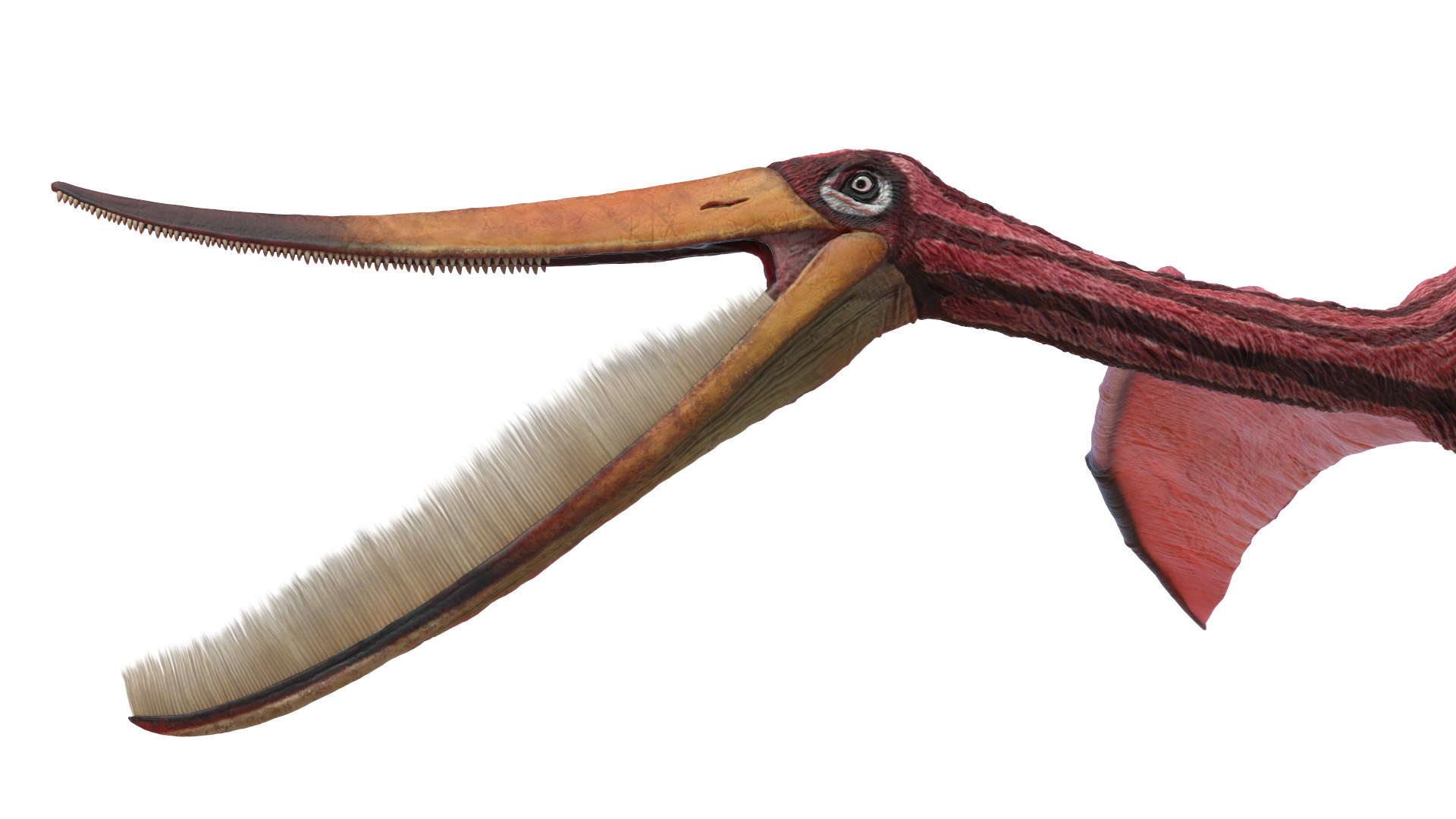 Pterodaustro Animated 3D Model - TurboSquid 1938659