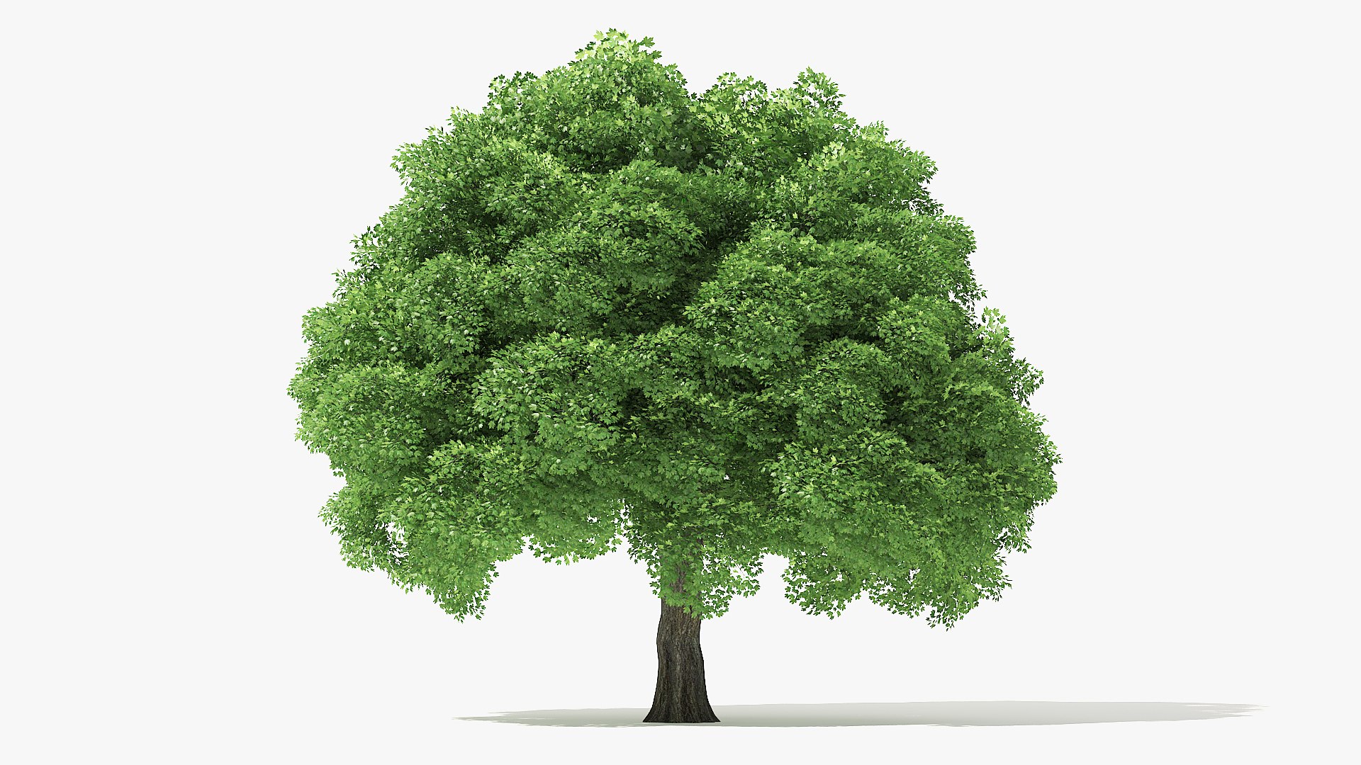 3D model norway maple tree - TurboSquid 1478914