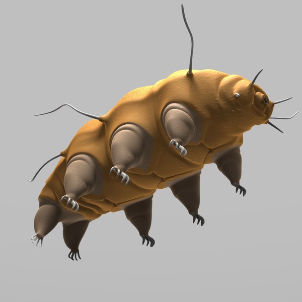 3d model tardigrade mopsechiniscus franciscae