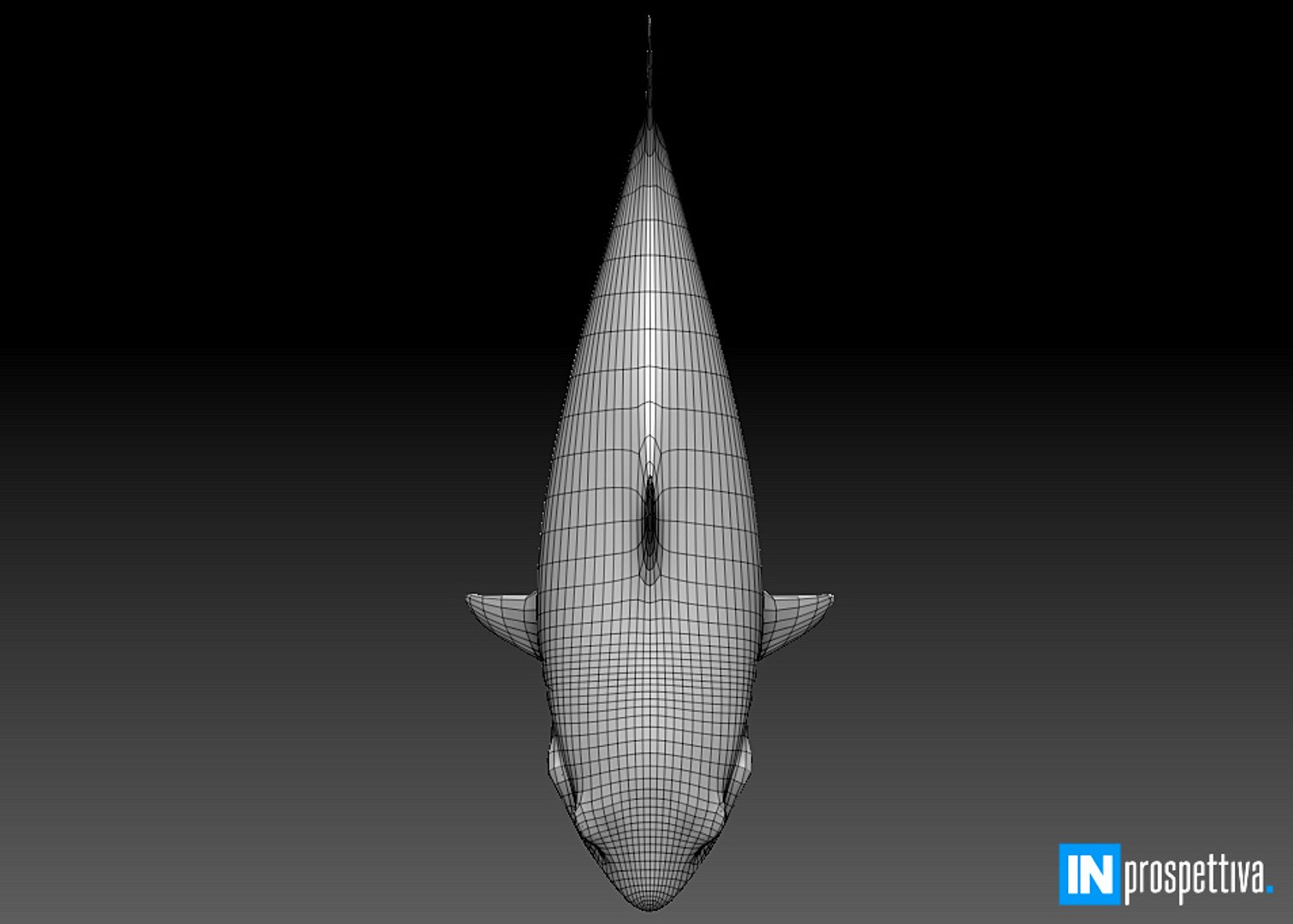3d Shark Model