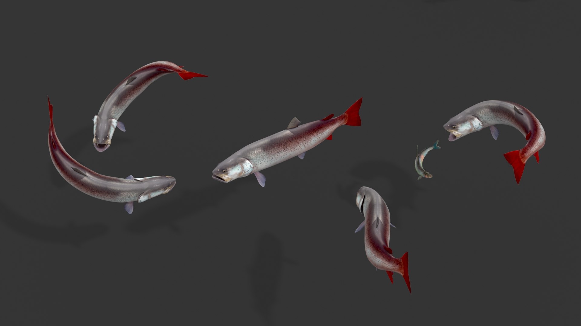 3D Model Hucho Taimen - Rigged - TurboSquid 2277789