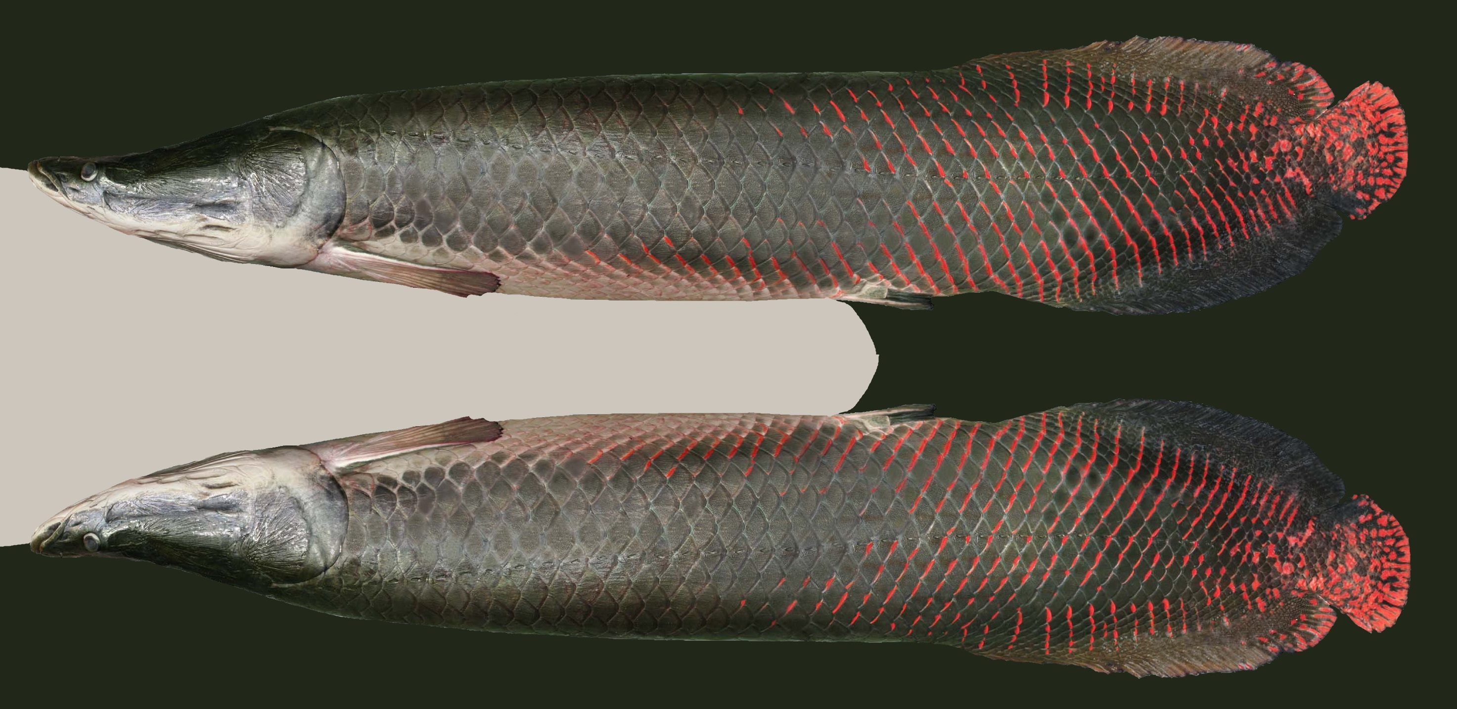 rigged monster fish arapaima 3d model
