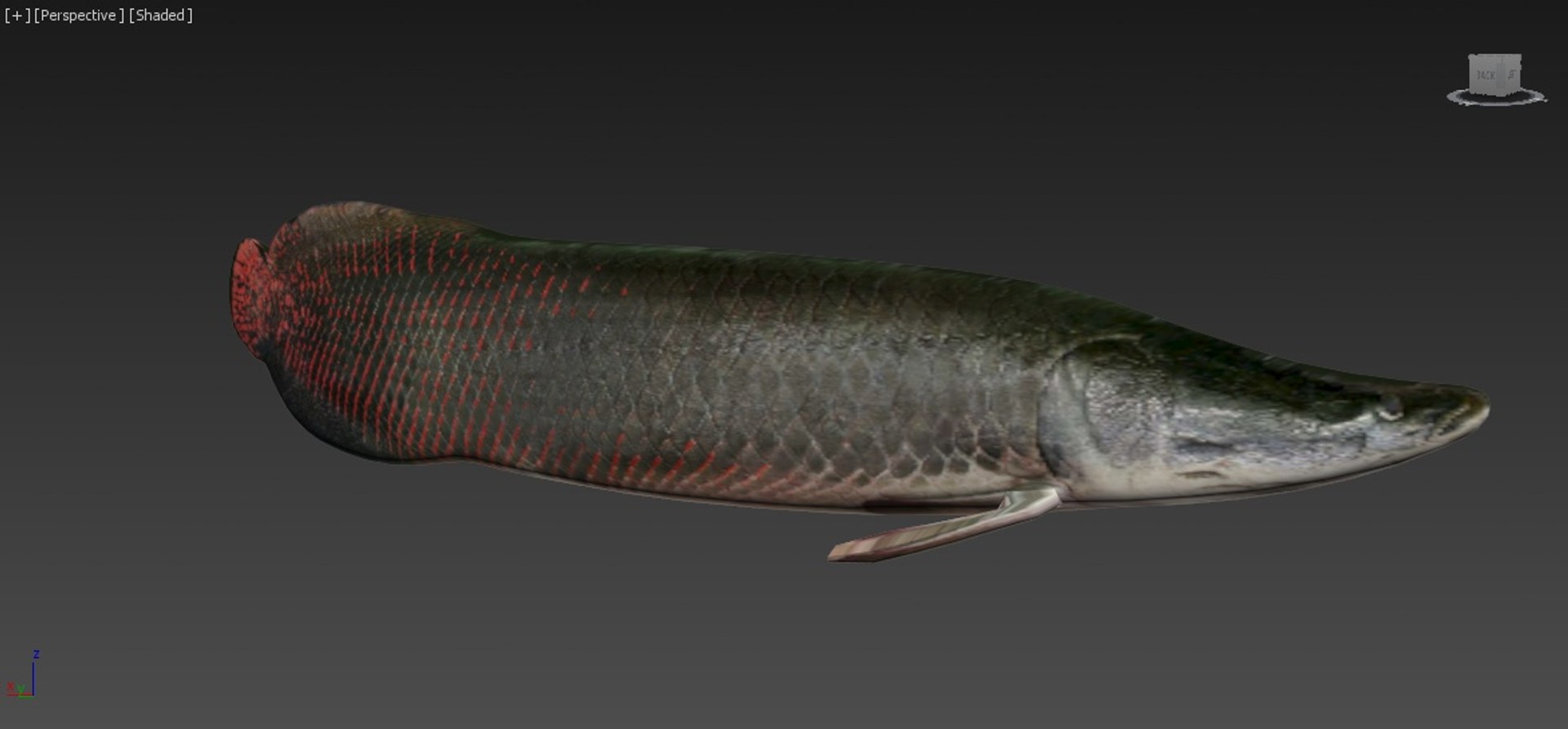 Rigged Monster Fish Arapaima 3d Model