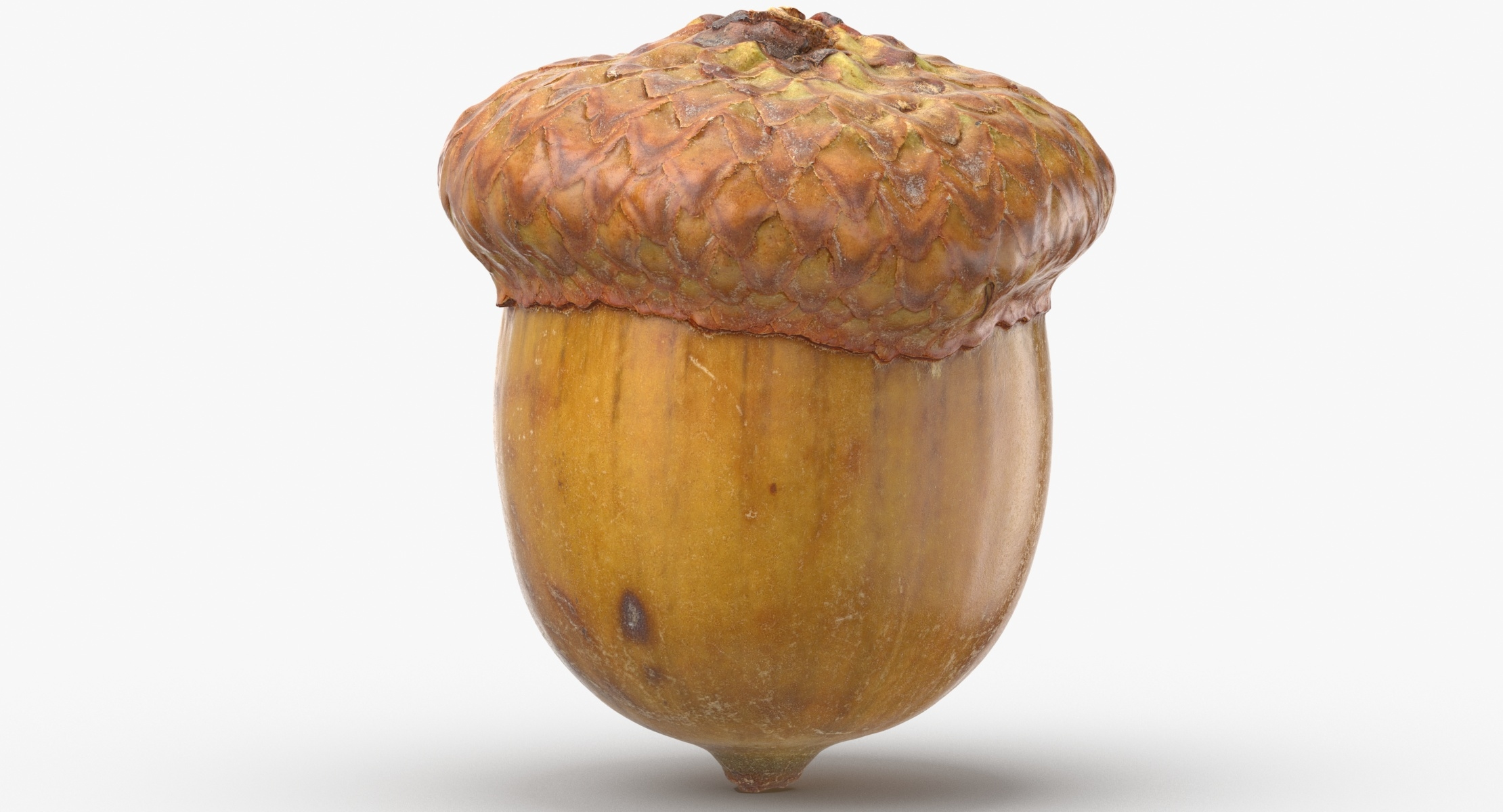 Acorns and Almond With Shell Collection 03 - 3 models 3D model ...