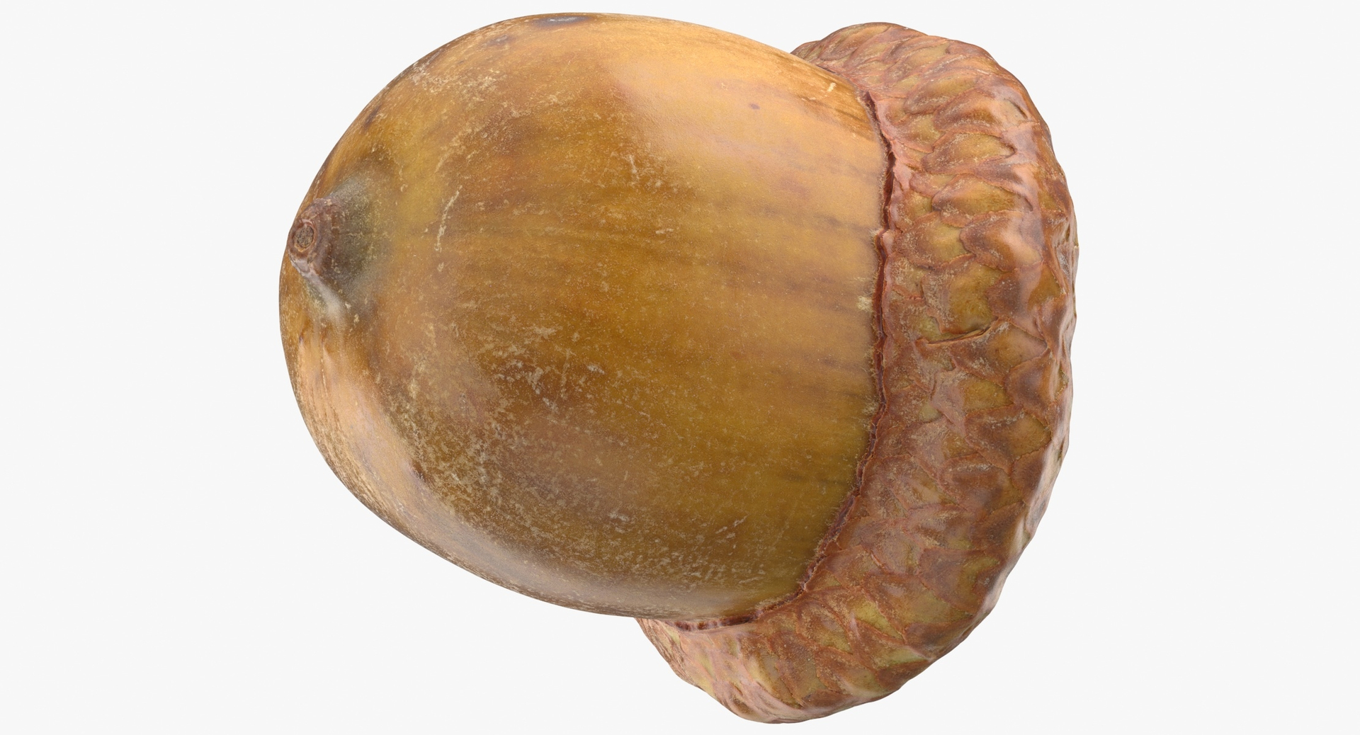 Acorns and Almond With Shell Collection 03 - 3 models 3D model ...