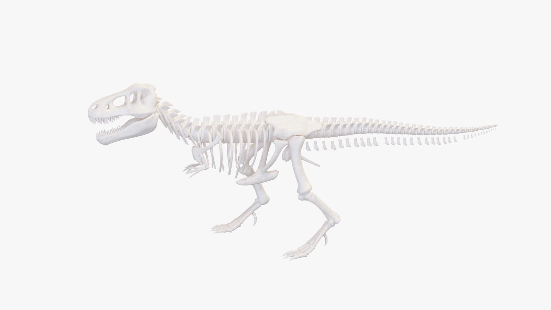 3D Tyrannosaurus Rex Skeleton - TurboSquid 2274695