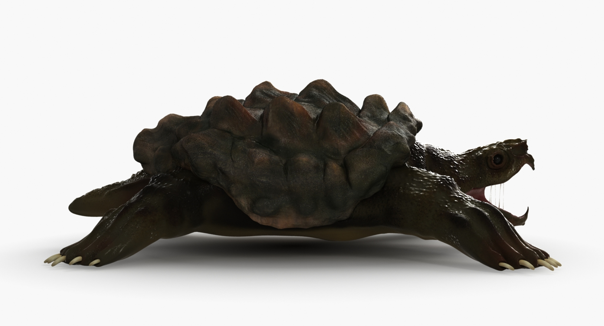 3d alligator turtle animation