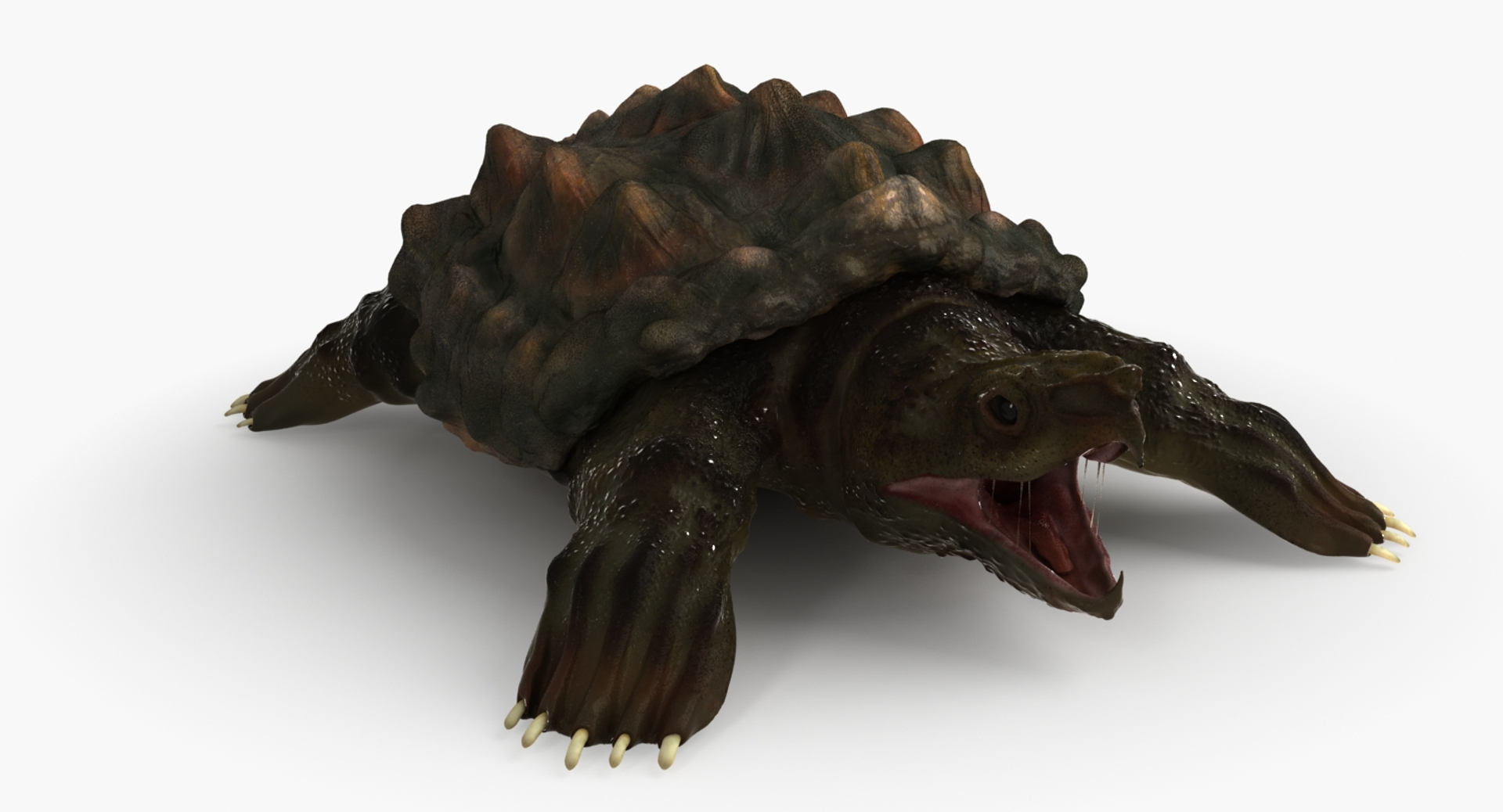 3d Alligator Turtle Animation