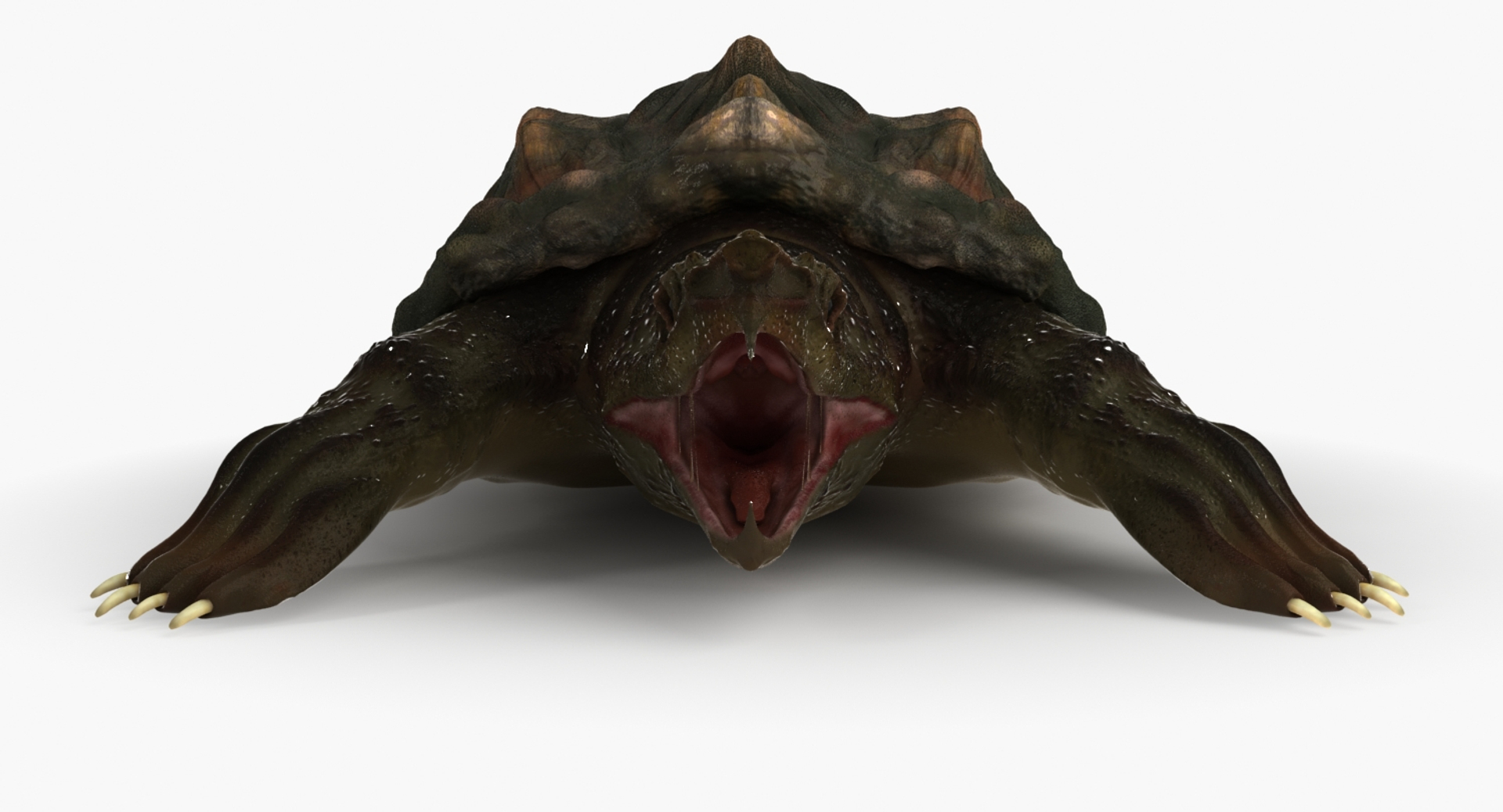3d alligator turtle animation