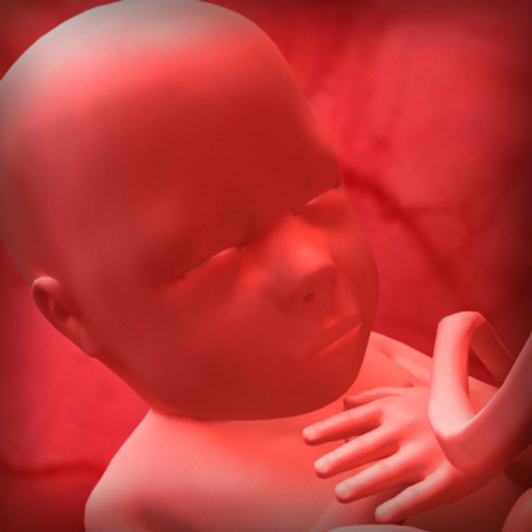 3d Model Fetus