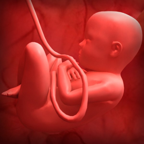 3d model fetus