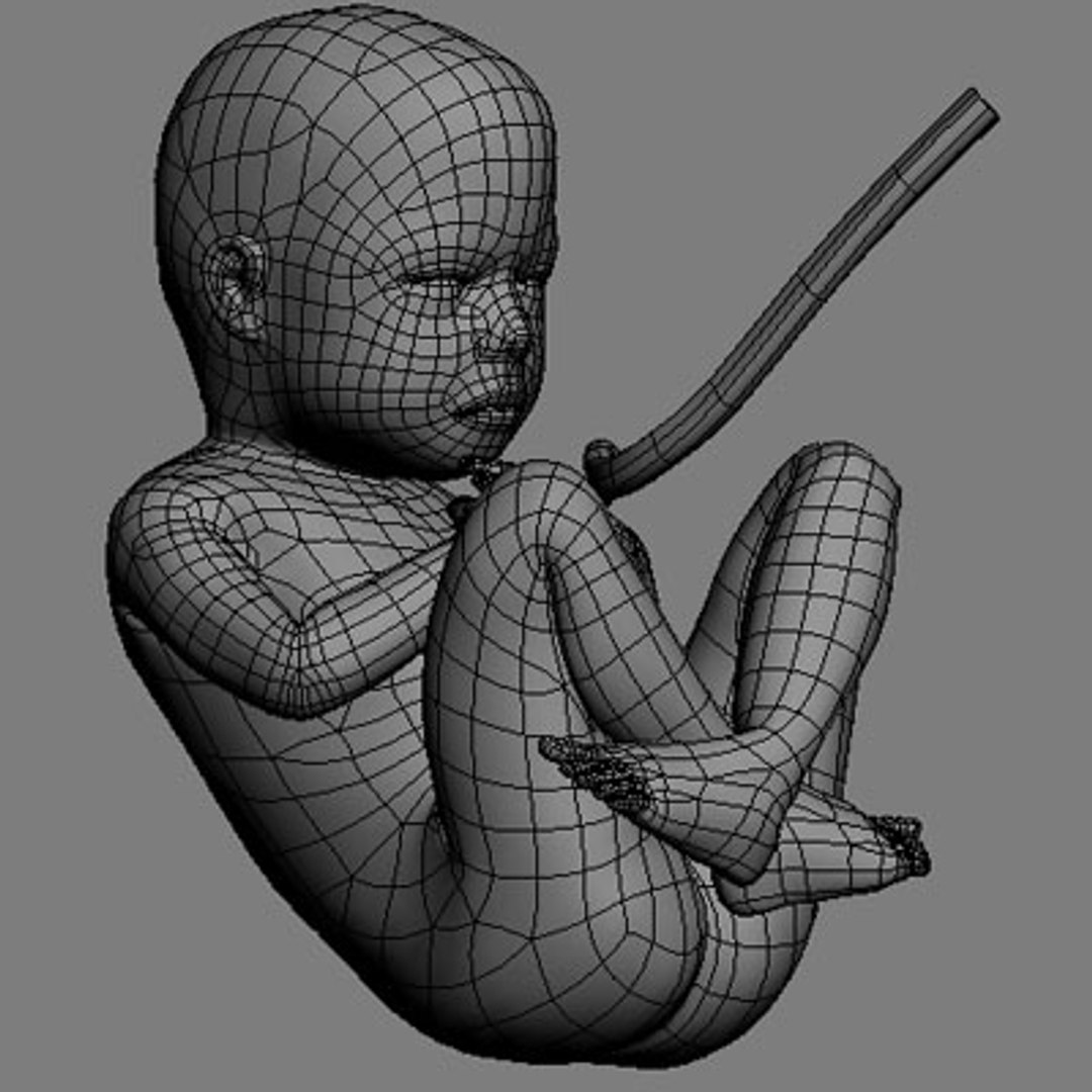 3d Model Fetus