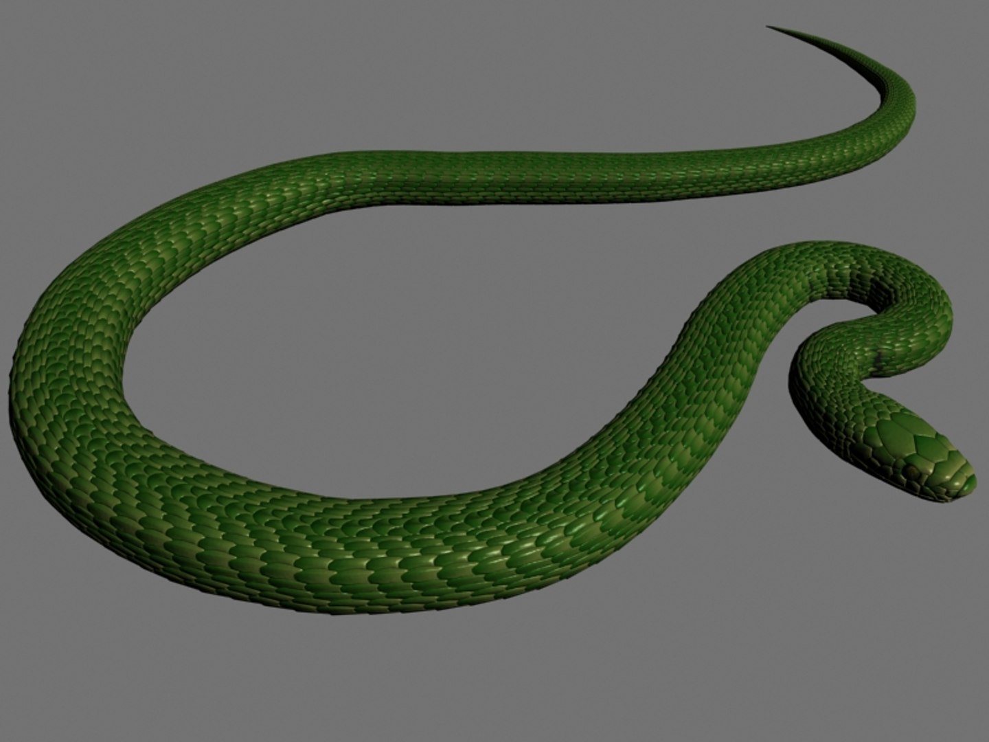 3D Rigged Snake - TurboSquid 1261377