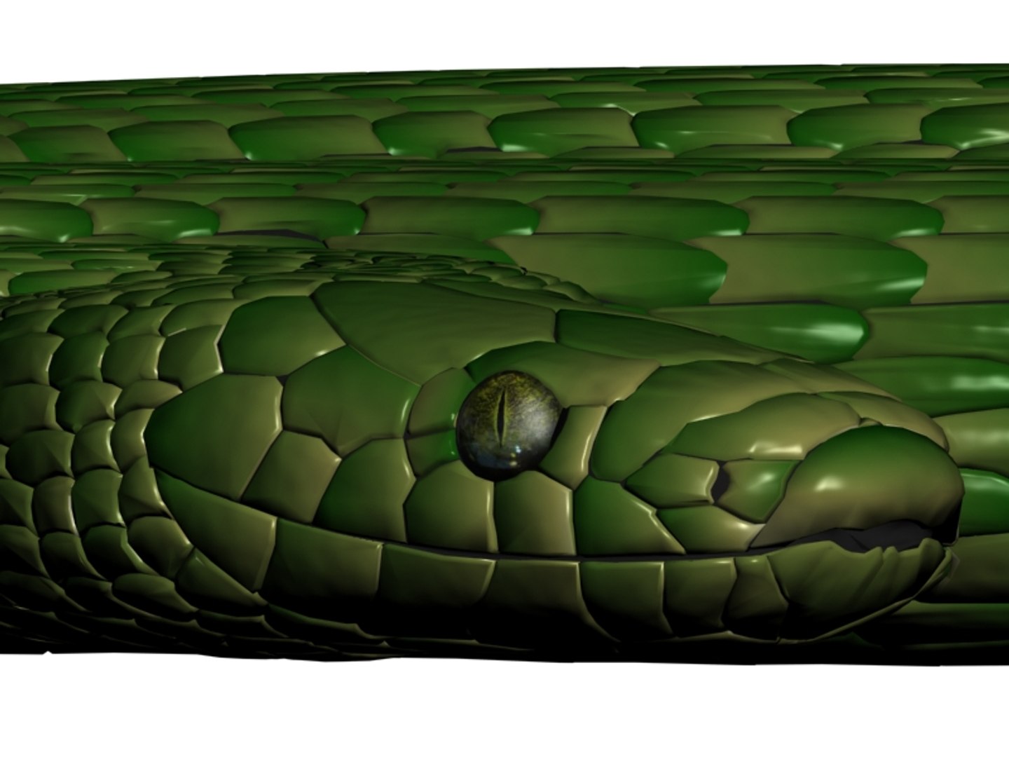 3D Rigged Snake - TurboSquid 1261377