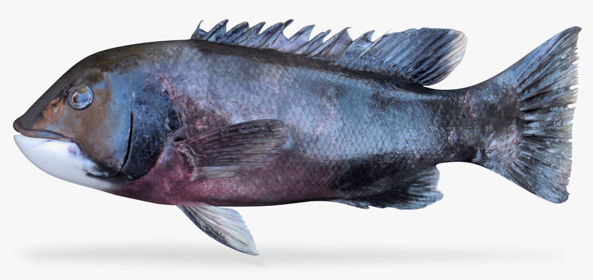 3D california sheepshead model - TurboSquid 1149911