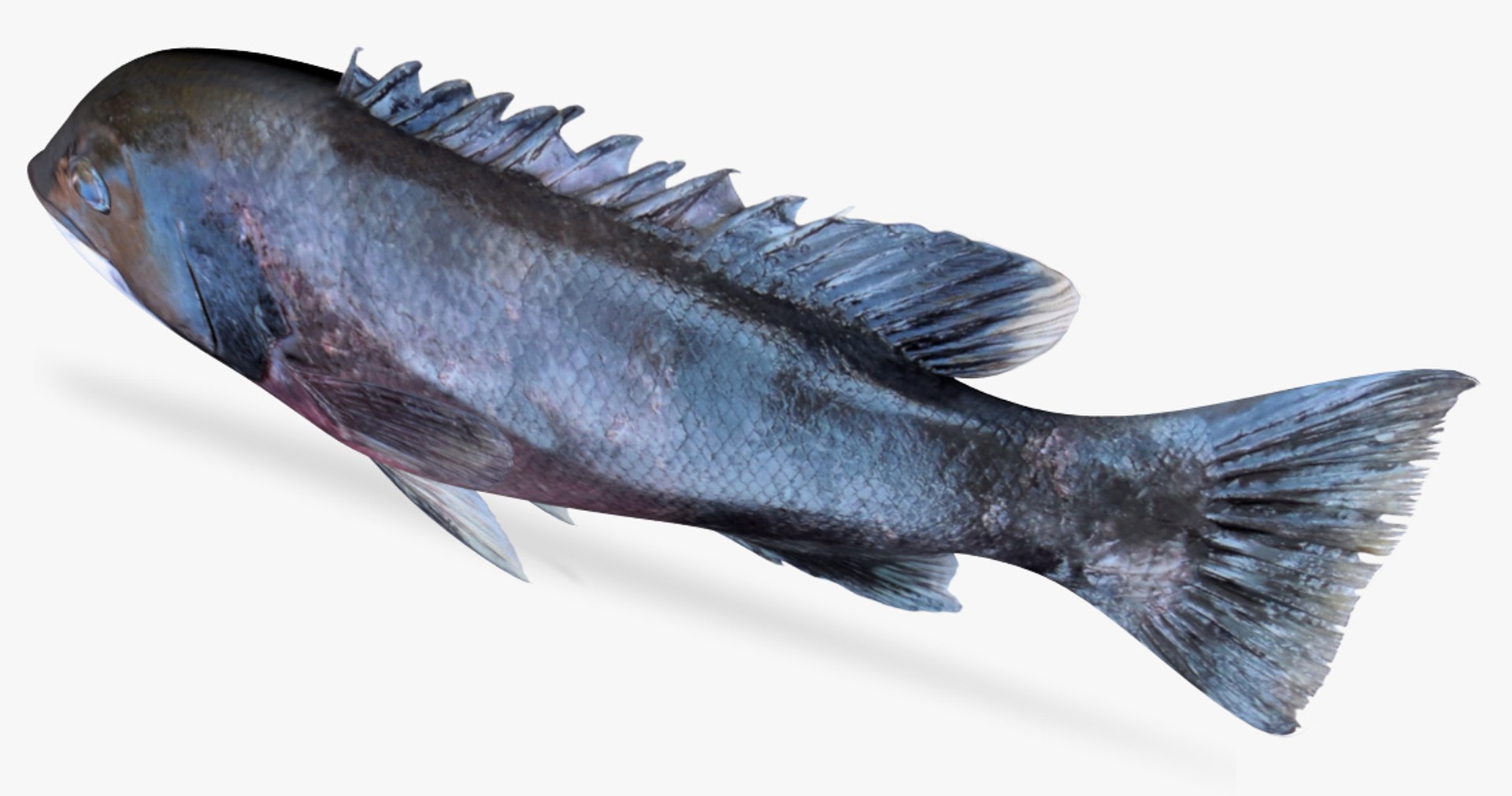 3D california sheepshead model - TurboSquid 1149911