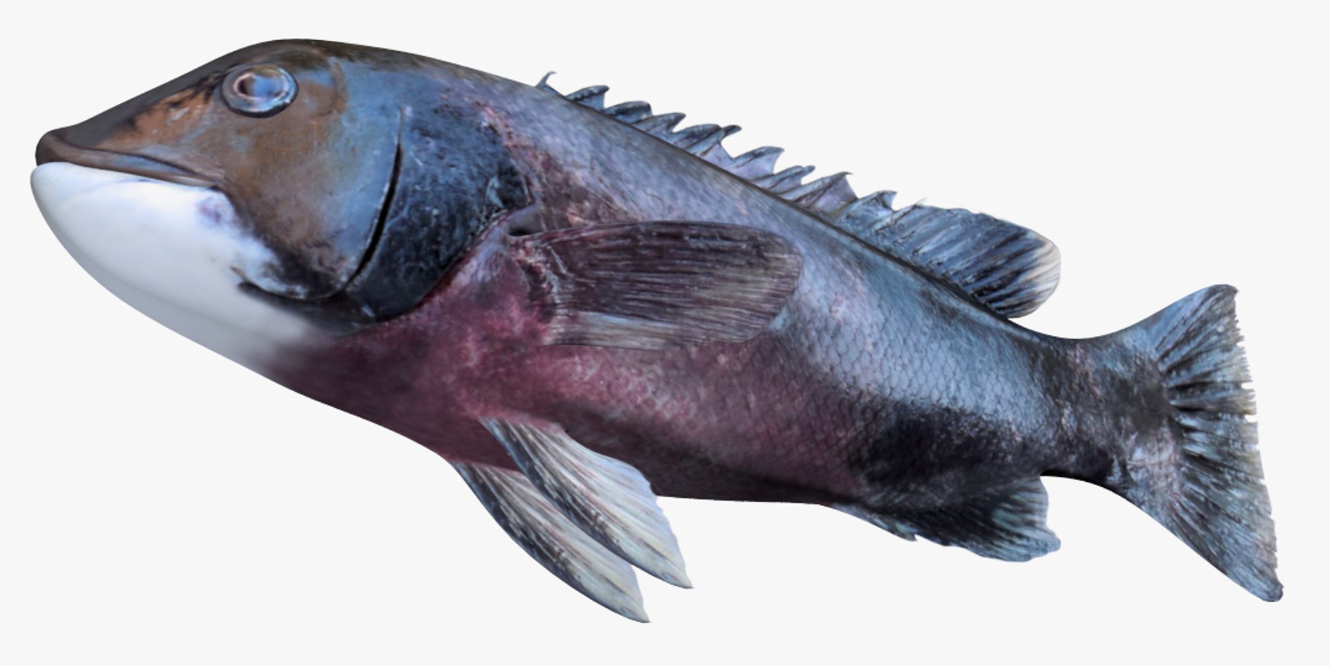 3D california sheepshead model - TurboSquid 1149911