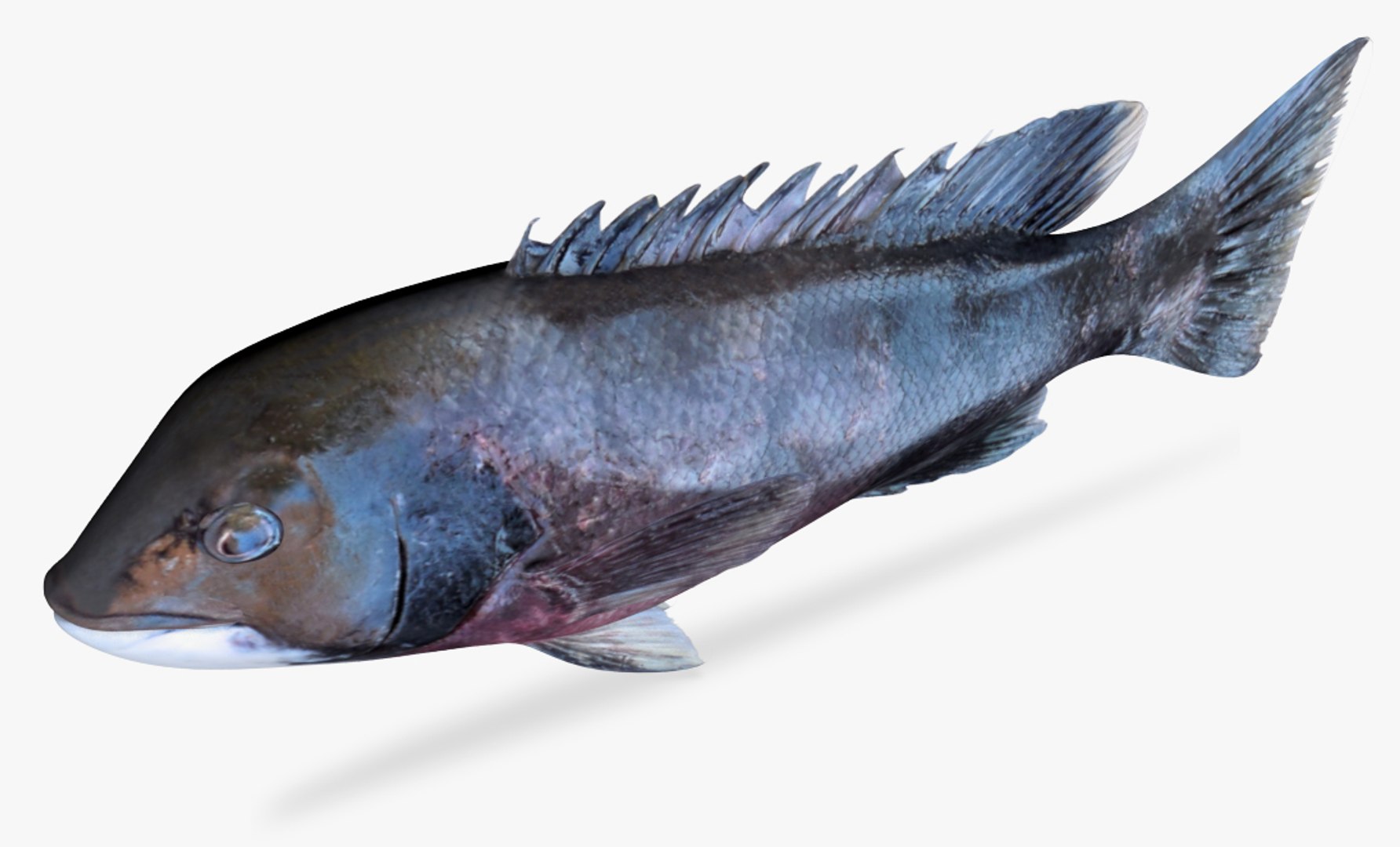 3D california sheepshead model - TurboSquid 1149911