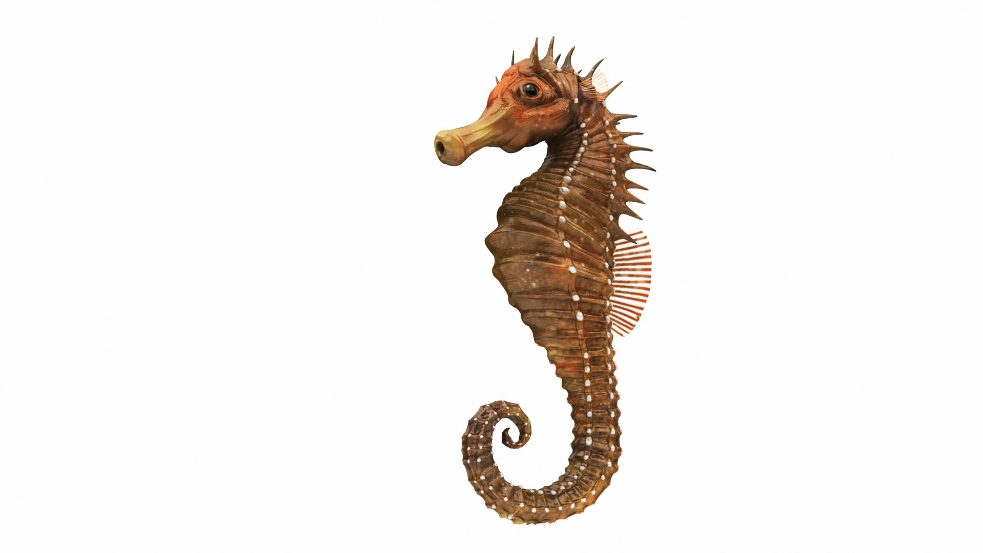 3D Realistic Sea Horse - TurboSquid 1483194