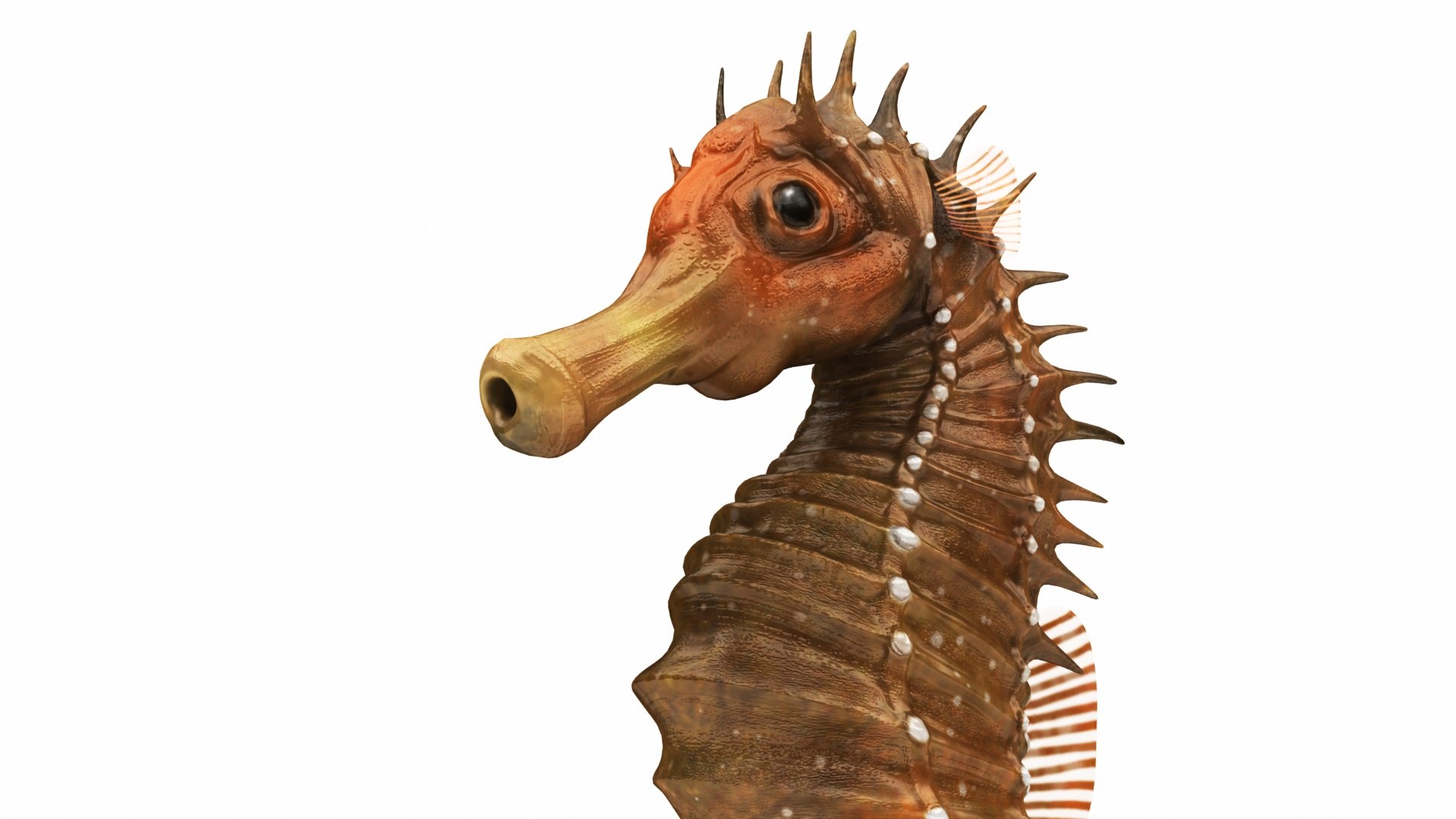 3D Realistic Sea Horse - TurboSquid 1483194