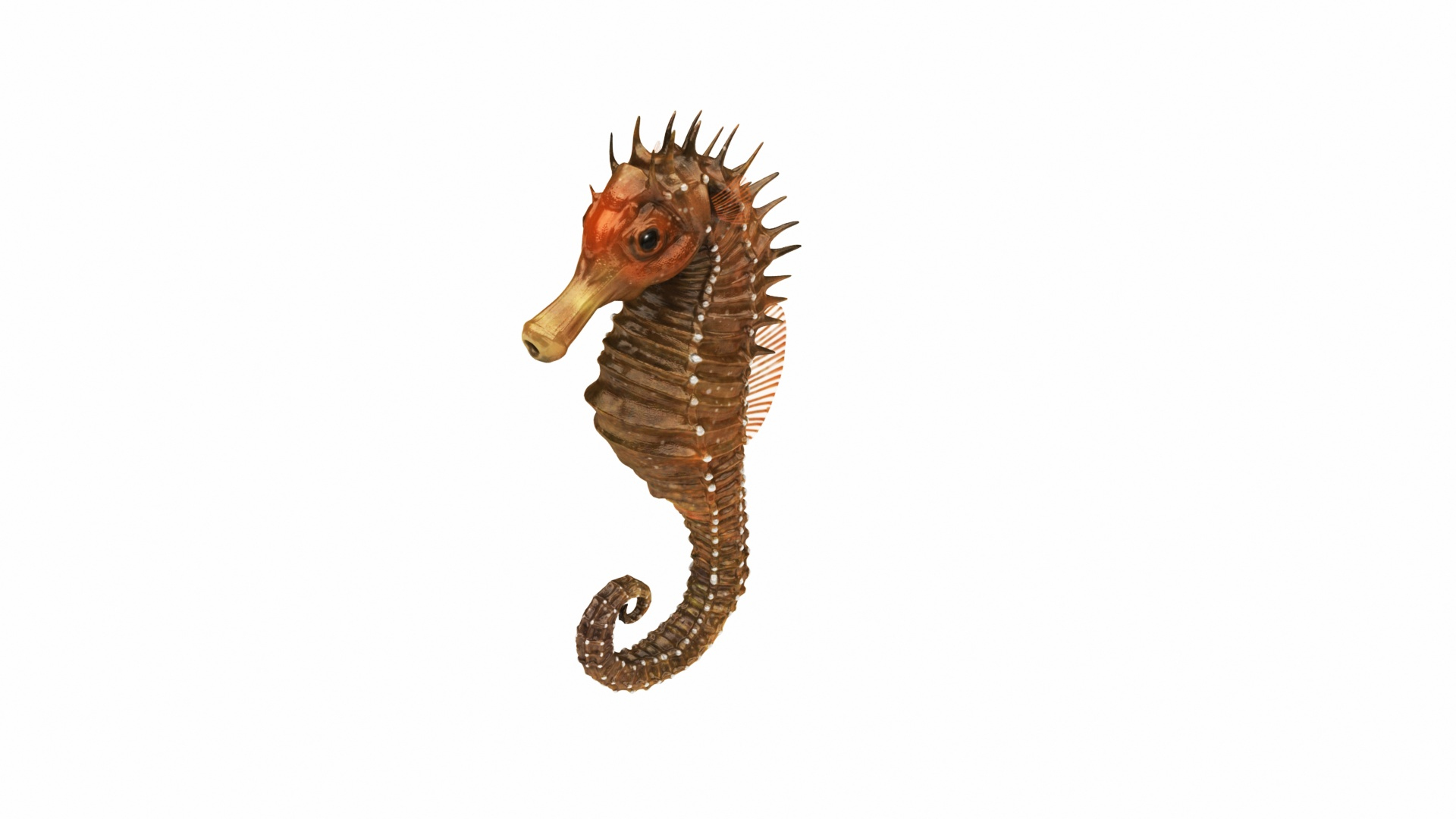 3D Realistic Sea Horse - TurboSquid 1483194