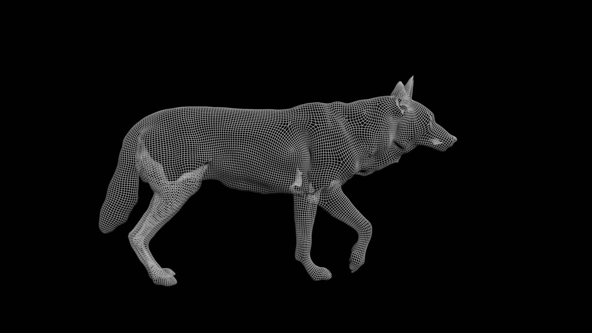 3D Grey Wolf - TurboSquid 2398804