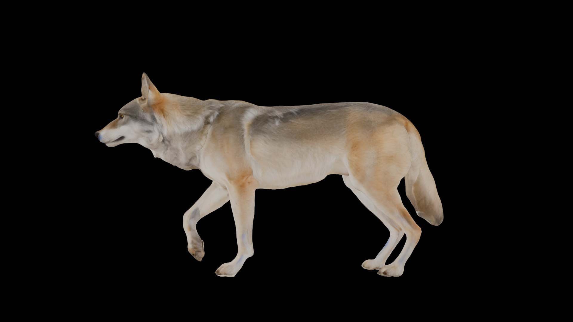 3D Grey Wolf - TurboSquid 2398804