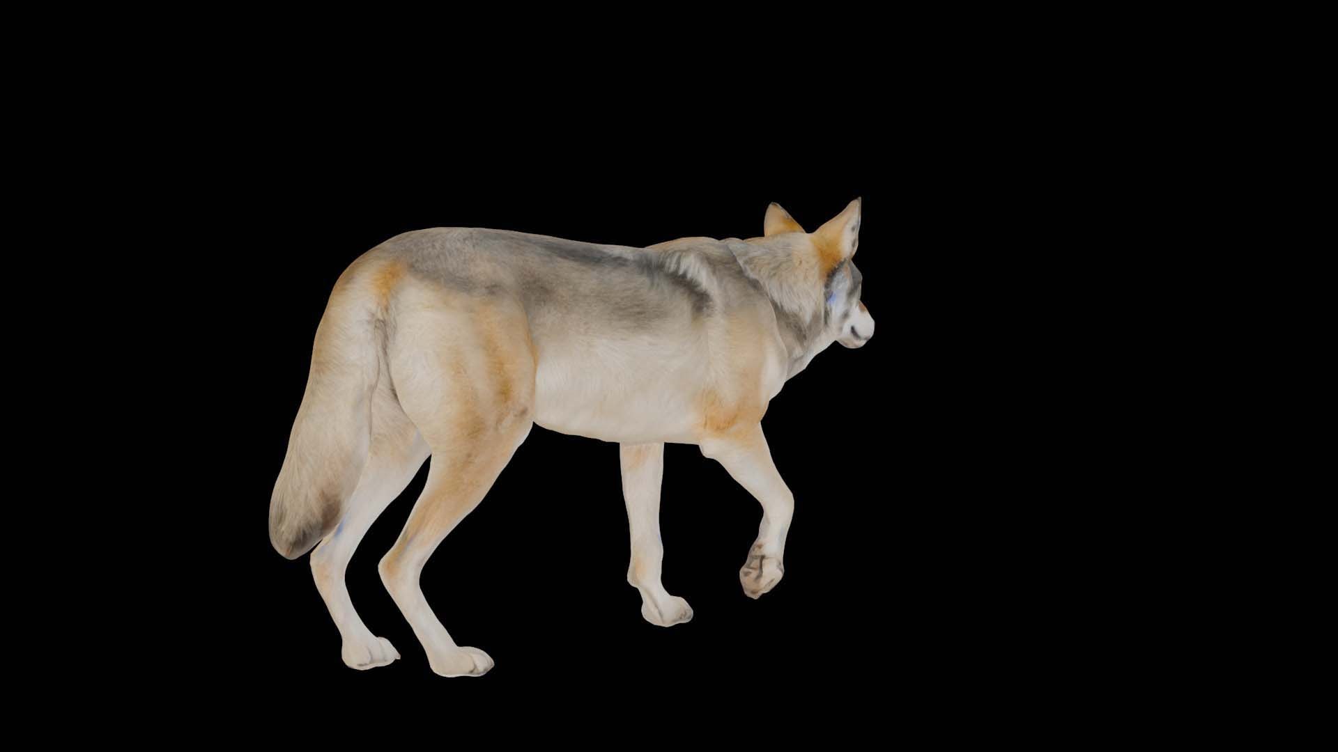 3D Grey Wolf - TurboSquid 2398804