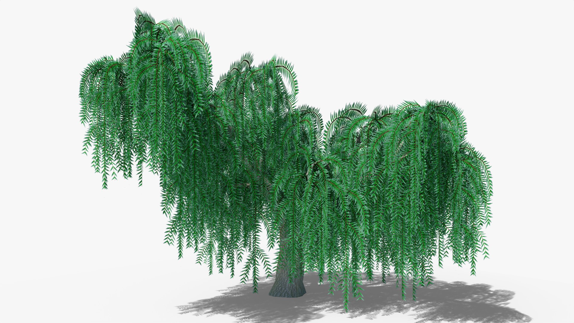 3D Weeping Willow V2 - TurboSquid 1810692