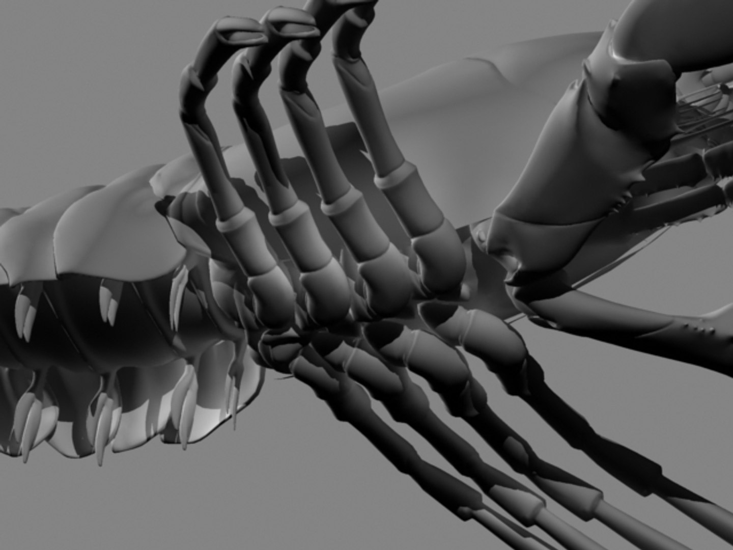 3d lobster model