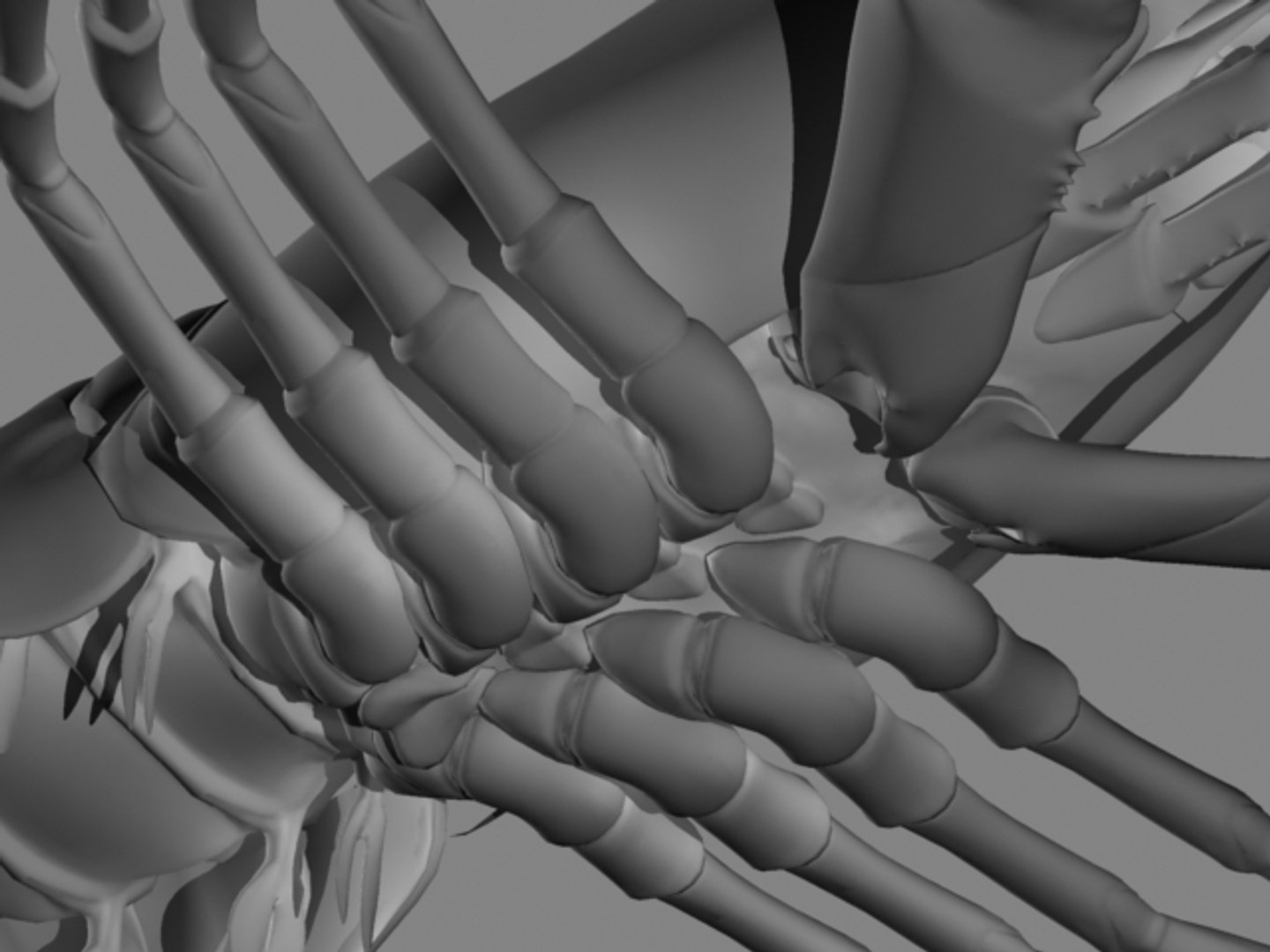 3d lobster model