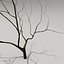 Free 3ds Model Bare Tree