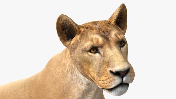 3D Young Lion Walking Pose model - TurboSquid 1754249