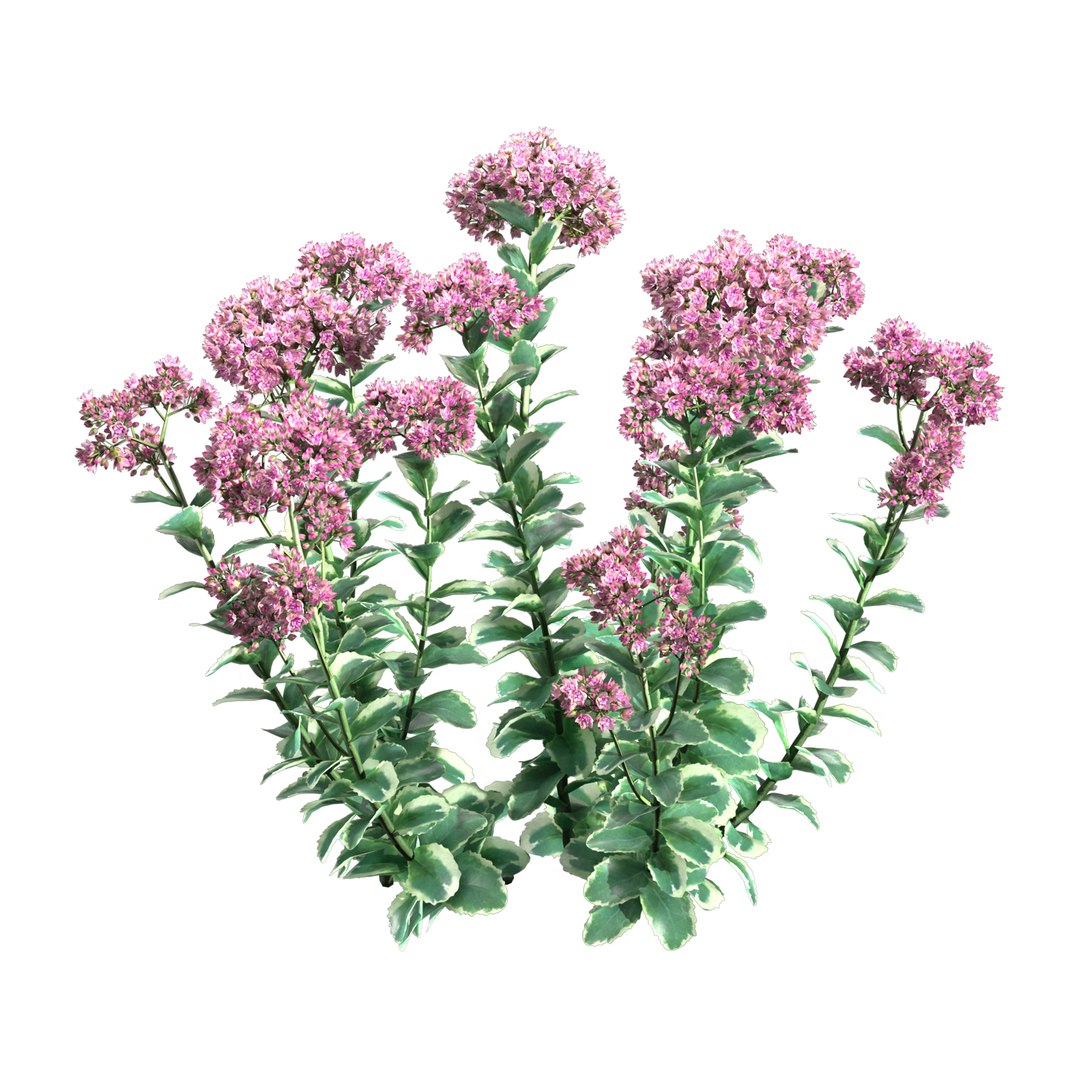3D Model Sedum Autumn Charm - TurboSquid 1902416